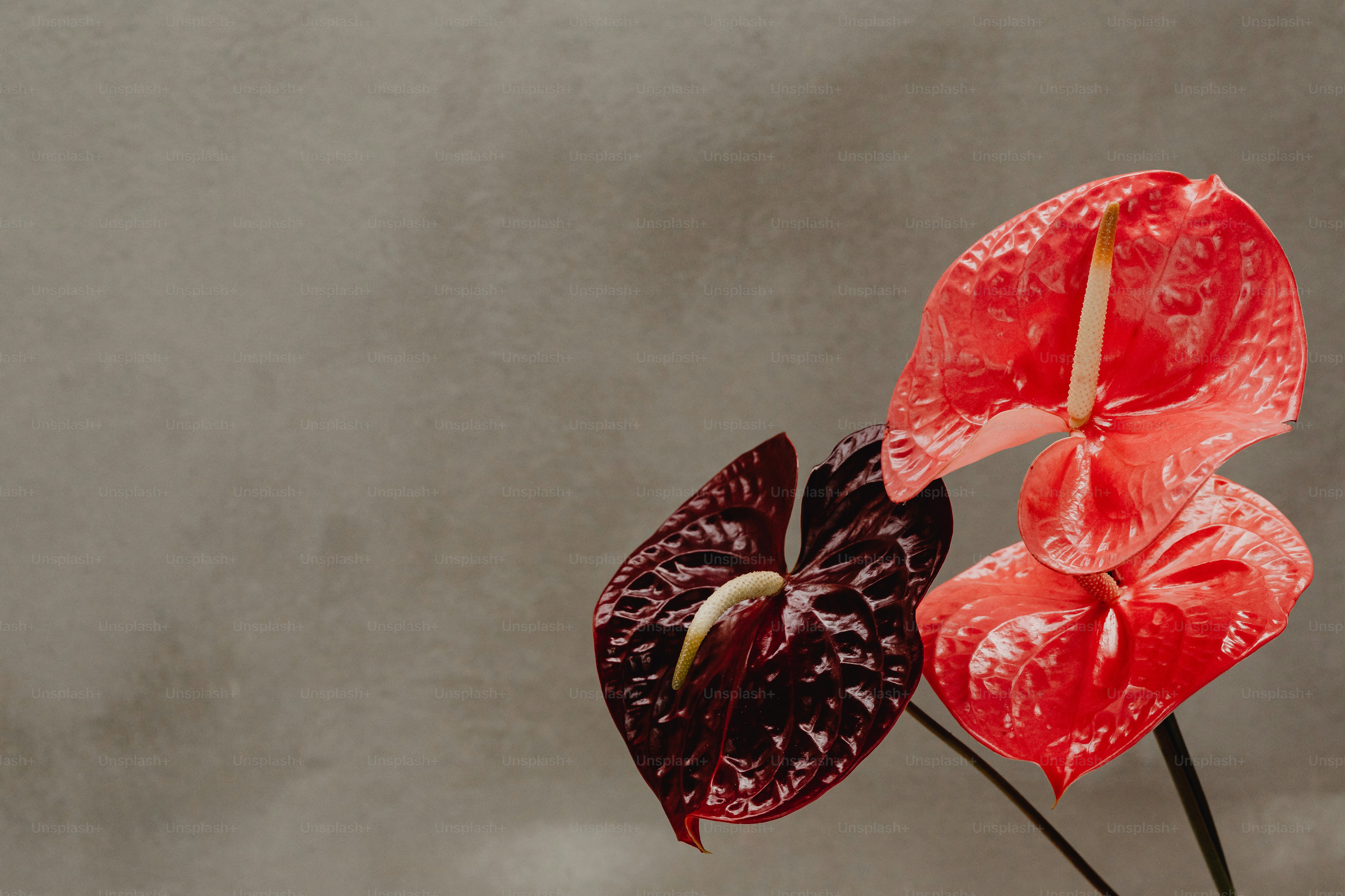 500+ Immagini di fiori [HQ] | Scarica immagini di fiori gratis su Unsplash