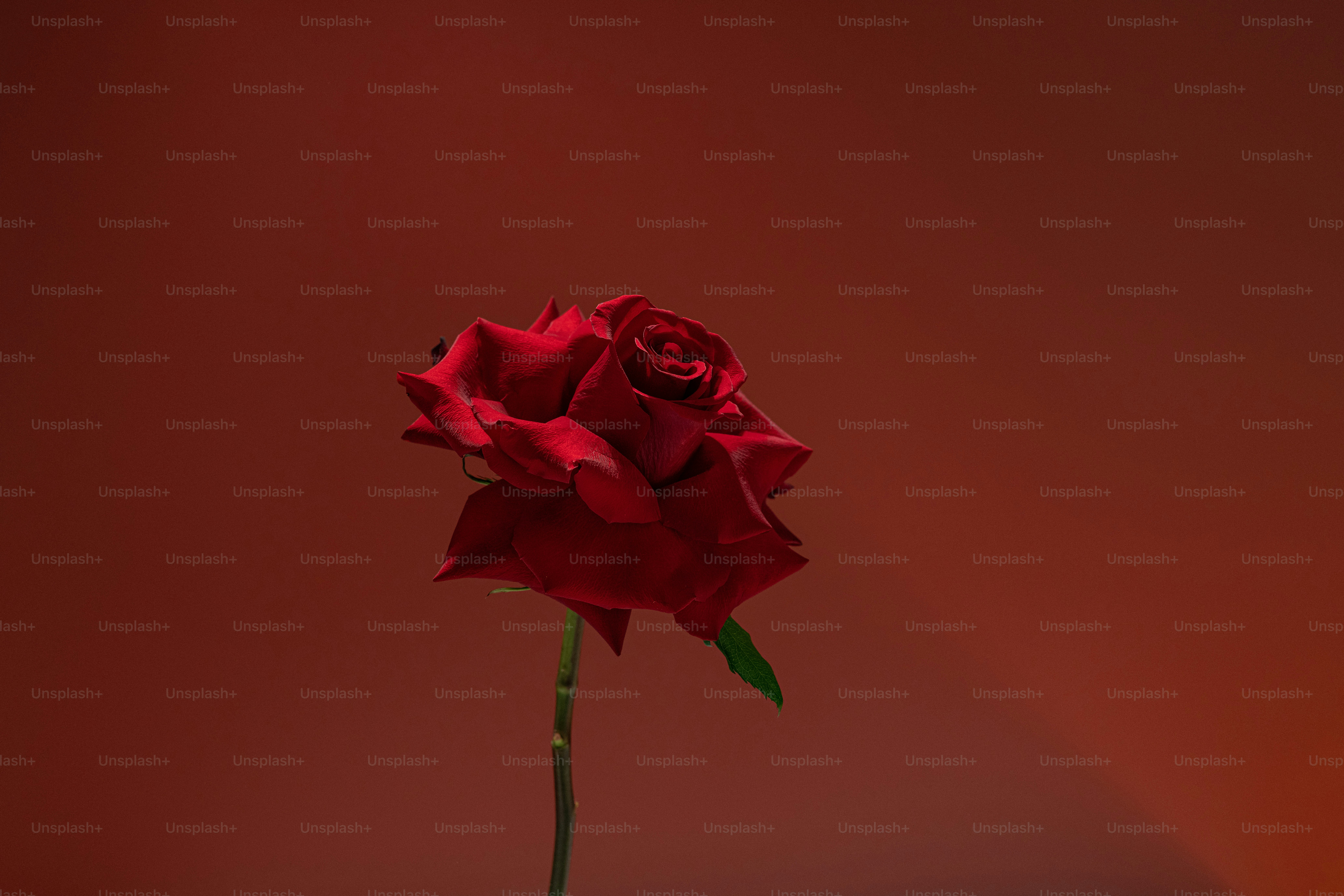 A single red rose sitting in a vase photo – Screensaver Image on Unsplash