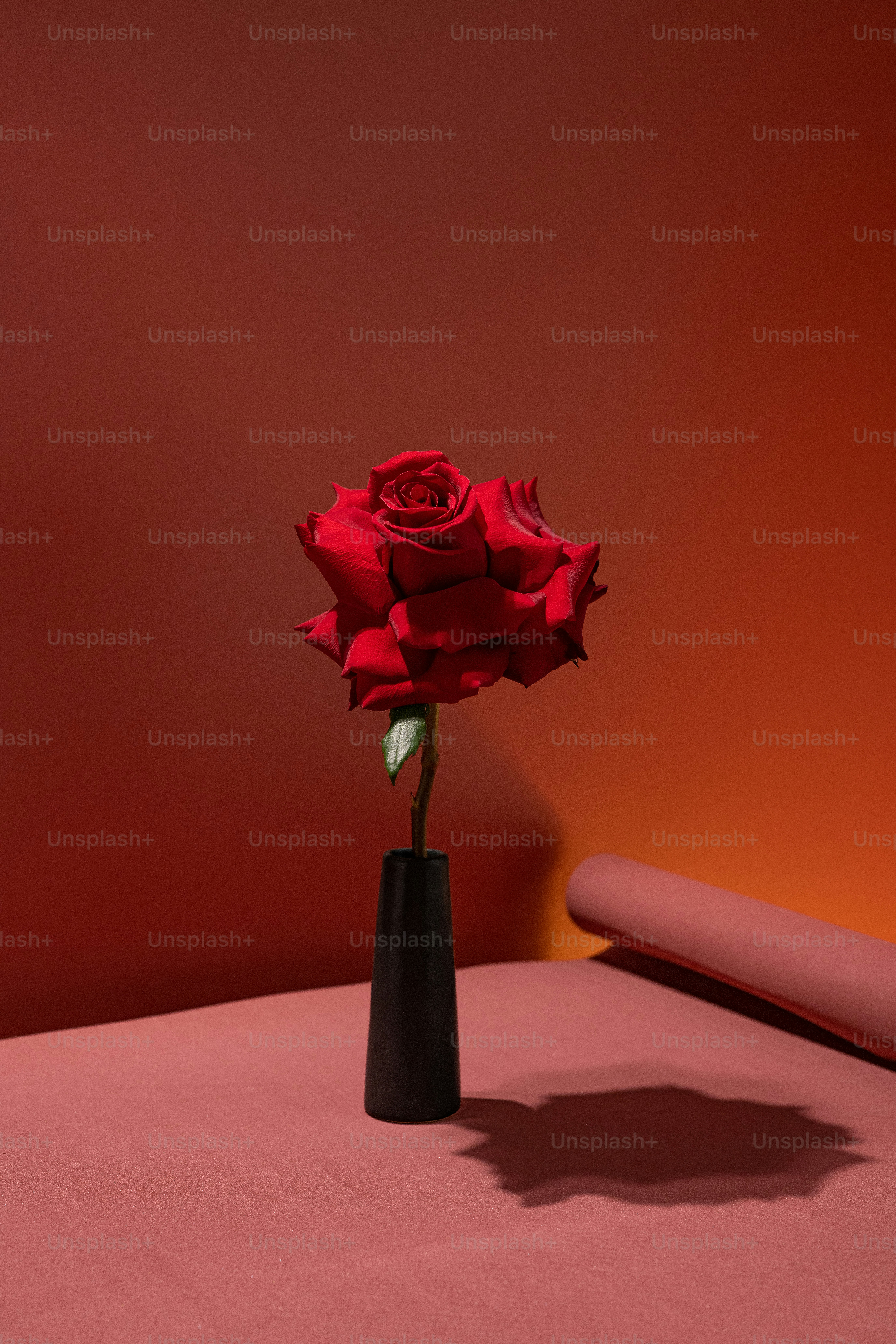 A single red rose sitting in a vase photo – Screensaver Image on Unsplash