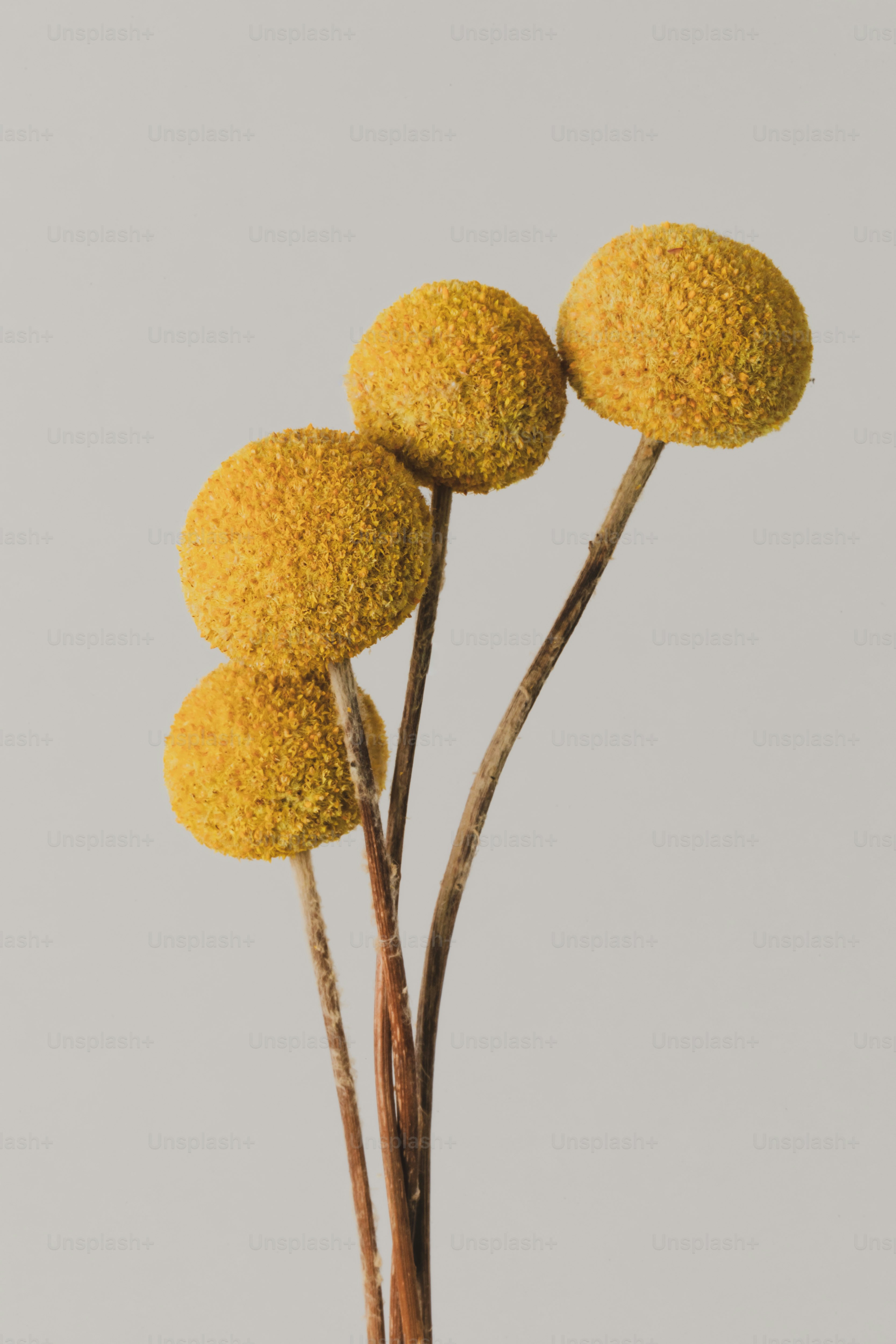 A group of three yellow balls sitting on top of a plant photo – Dark ...
