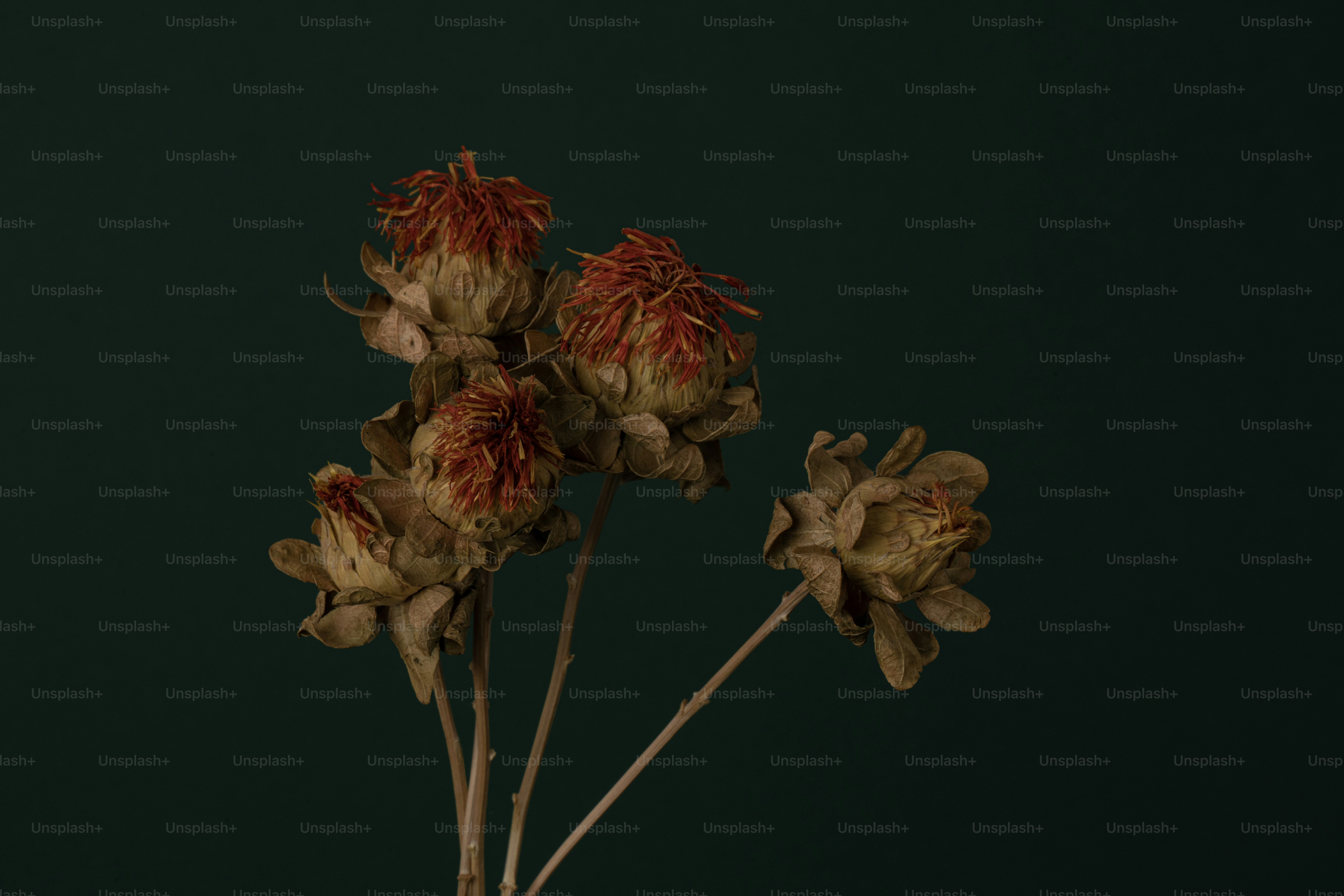 A bunch of dead flowers in a vase photo – Floral composition Image on ...