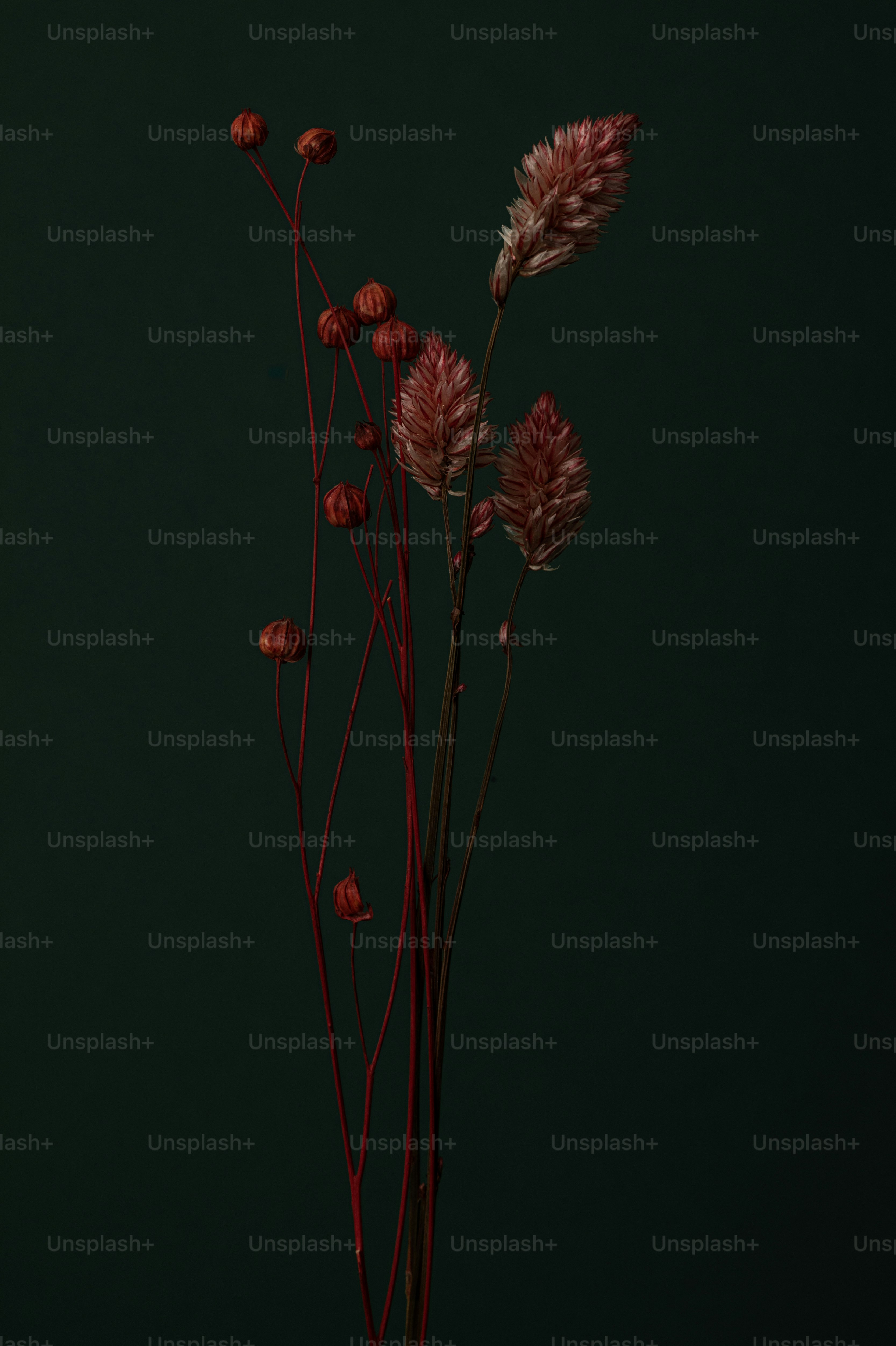 A group of three yellow balls sitting on top of a plant photo – Yellow ...