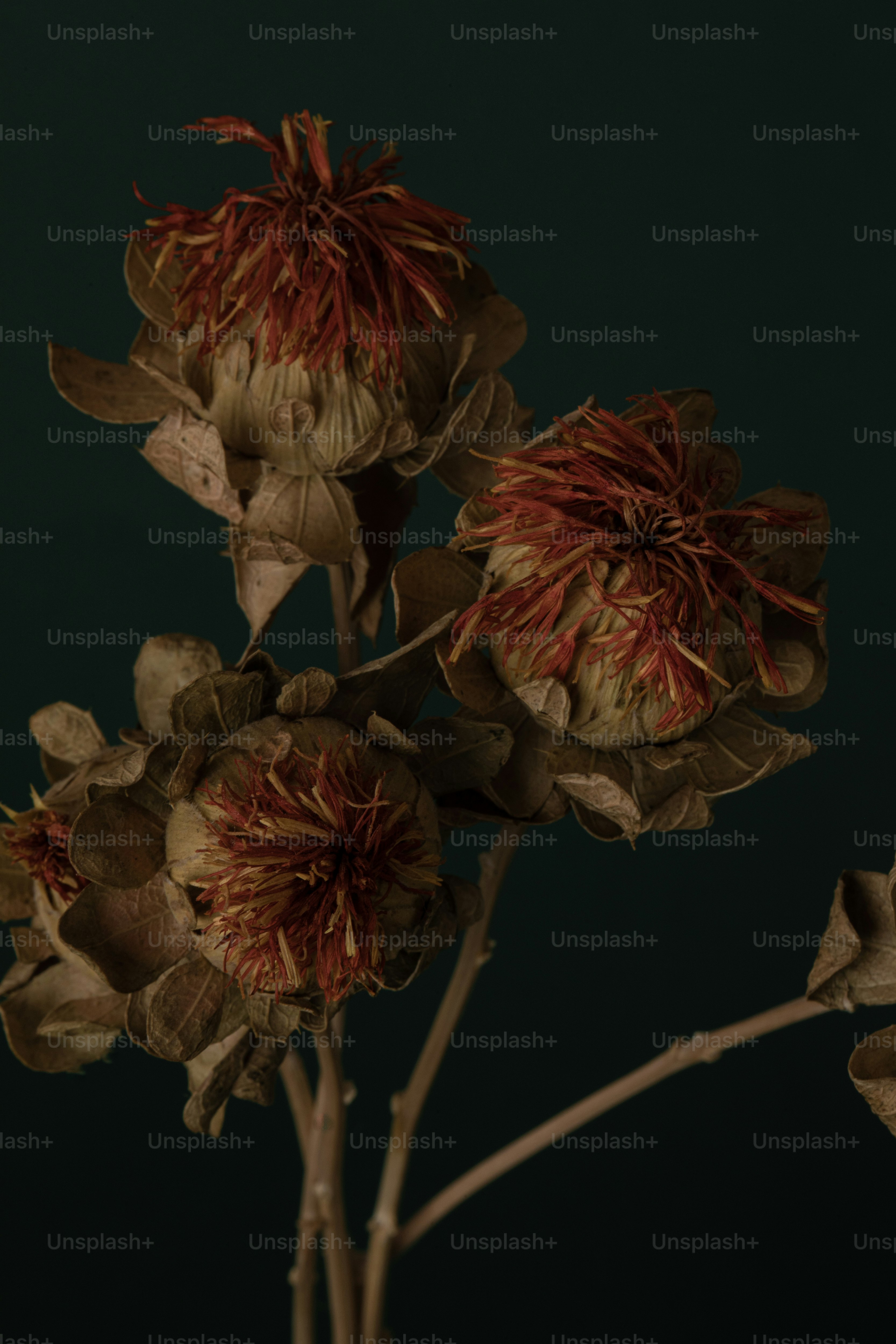 Two dead flowers in a vase against a brown background photo – Dry ...