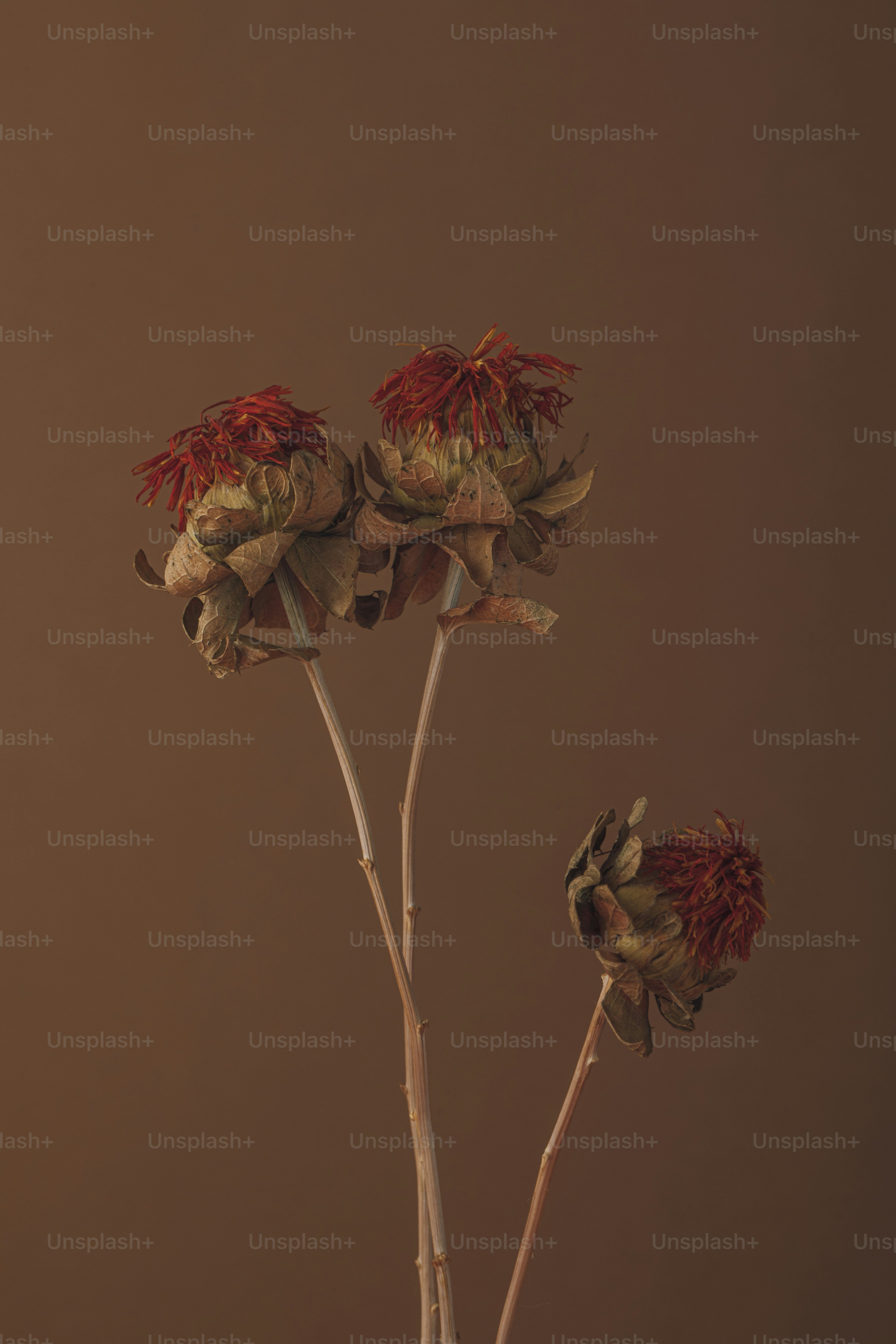 A close up of a bunch of dead flowers photo – Floral composition Image ...