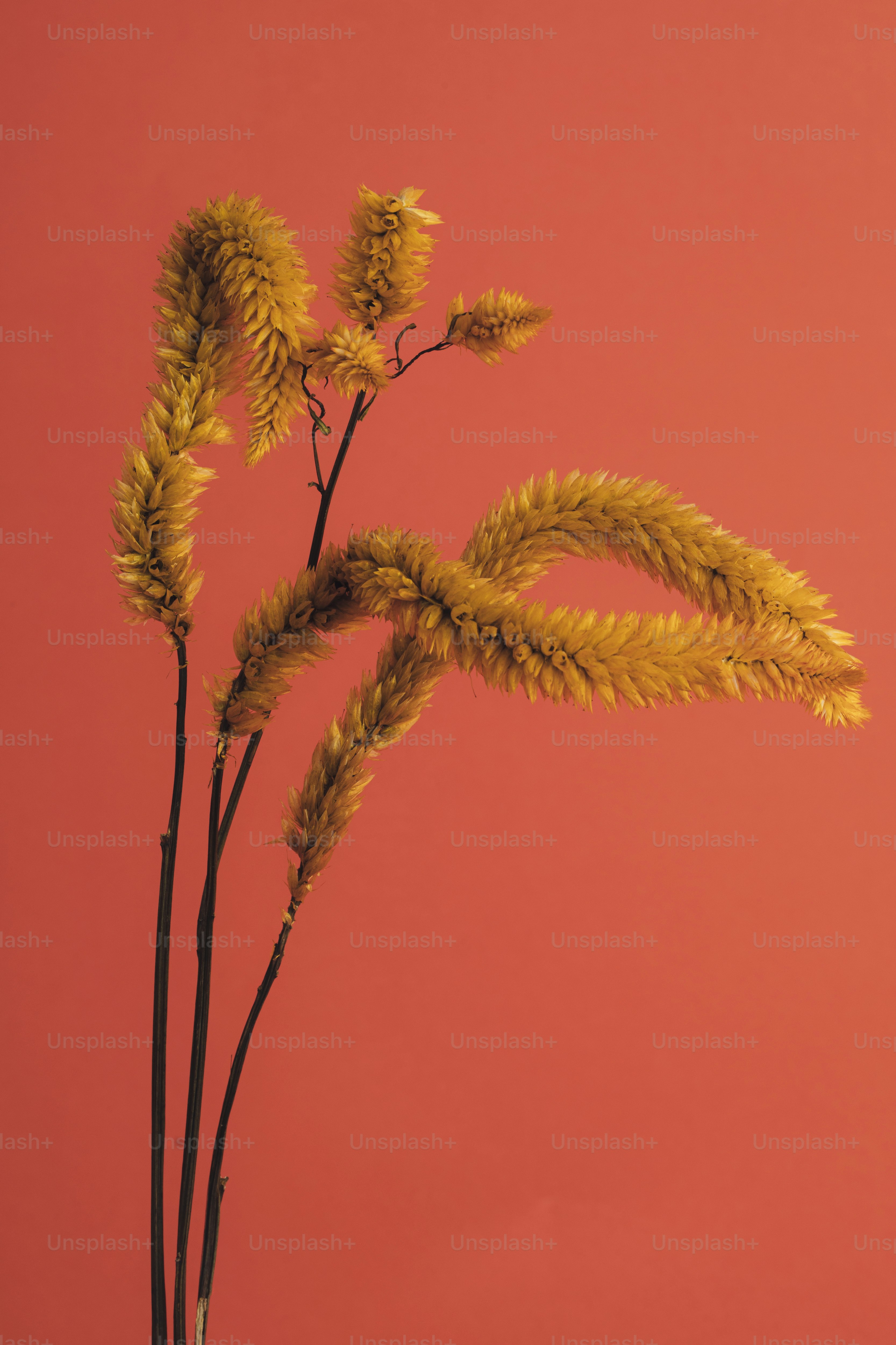 A group of three yellow balls sitting on top of a plant photo – Minimal ...