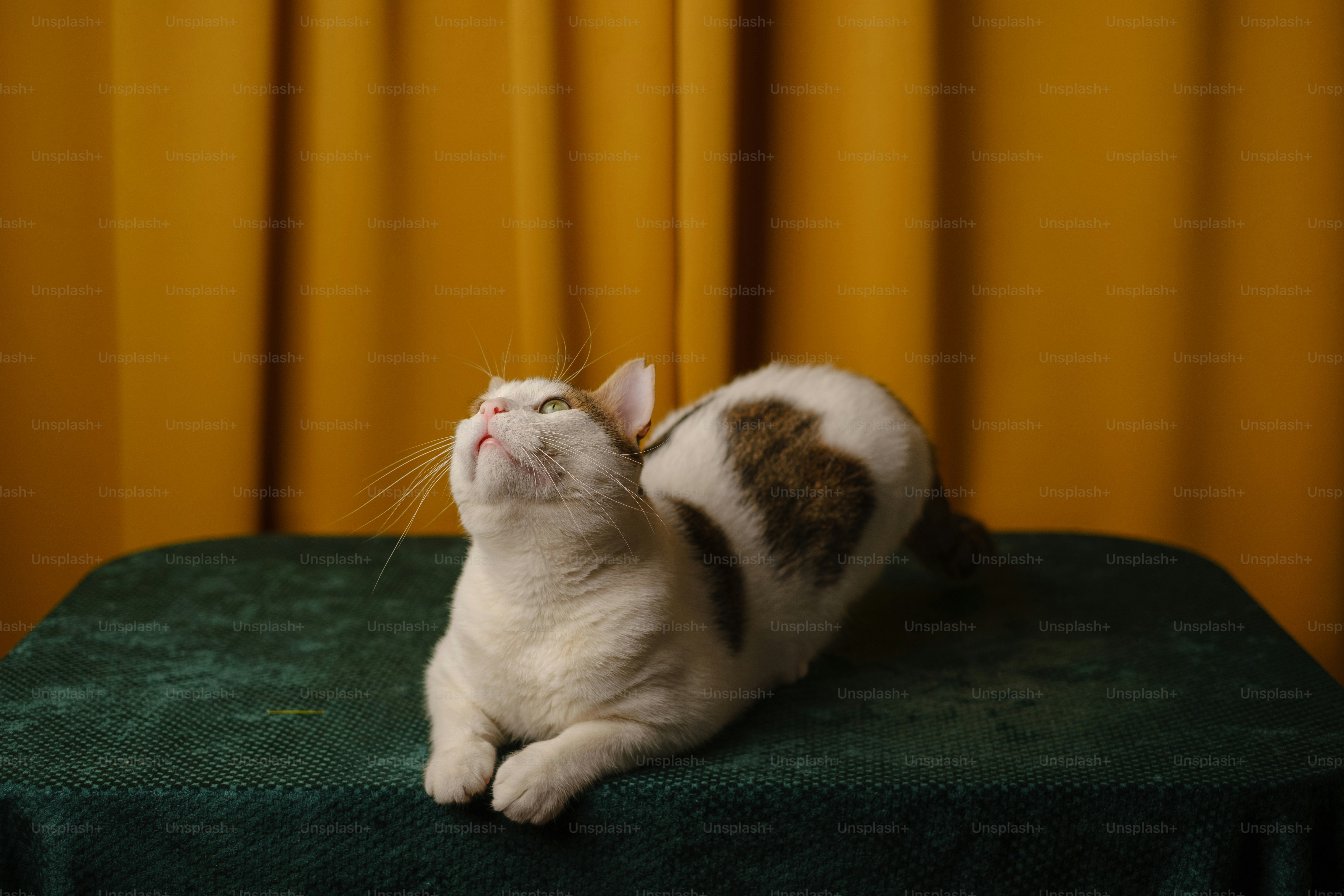 Un chat allongé sur une table verte photo – Image de Chat sur Unsplash