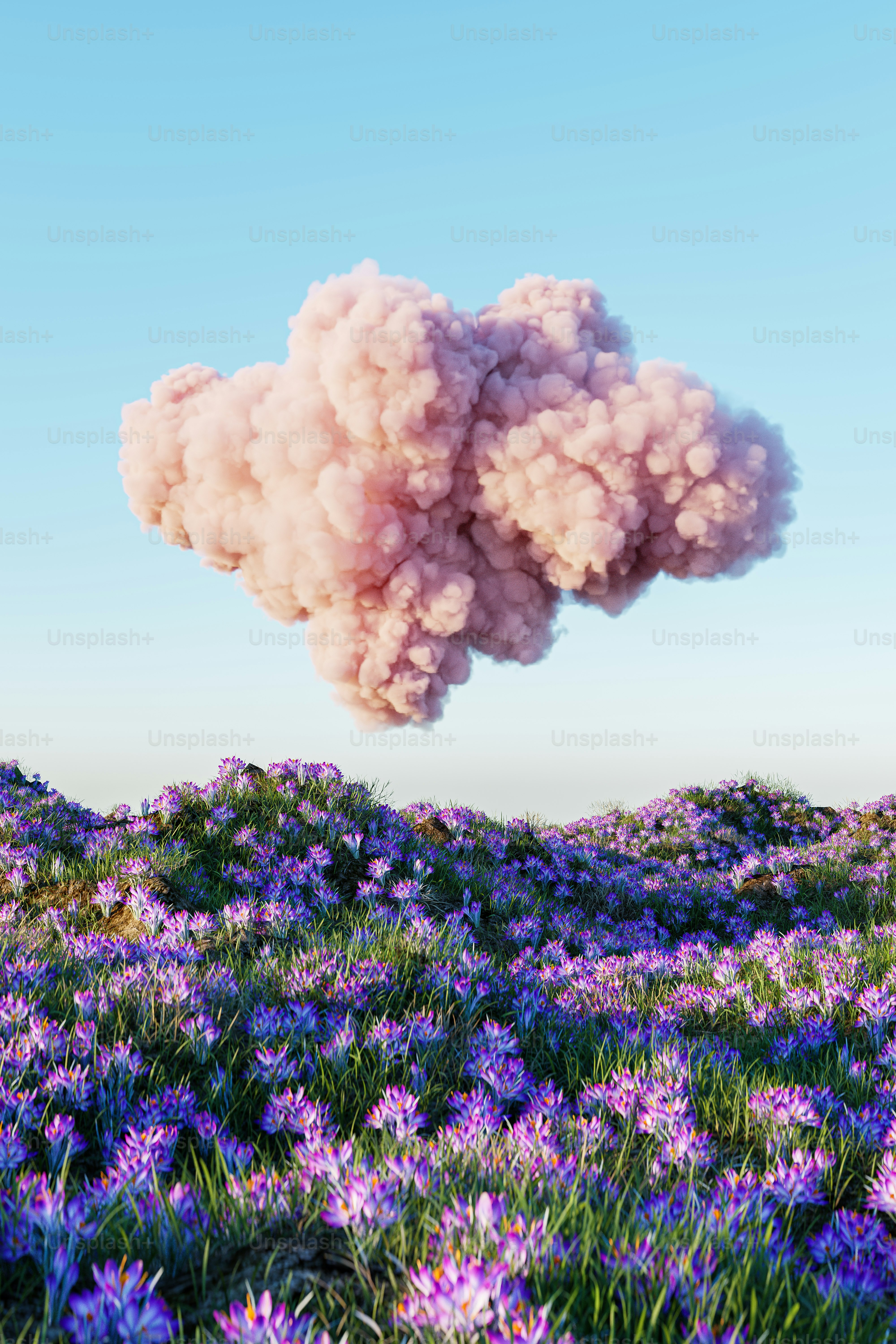 A cloud of smoke is floating over a field of purple flowers photo ...