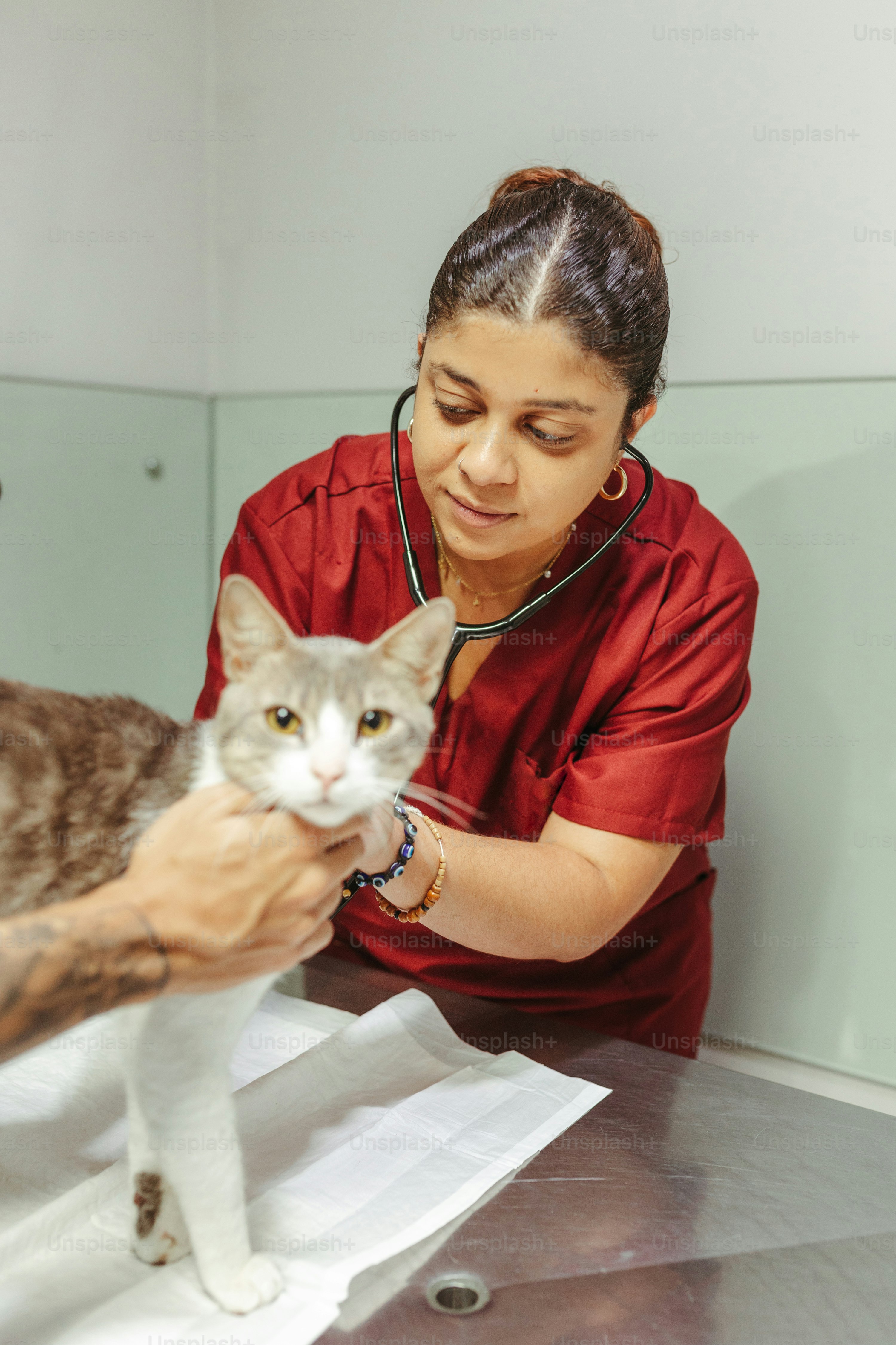 Una mujer con una camisa roja está acariciando a un gato foto – Imagen ...