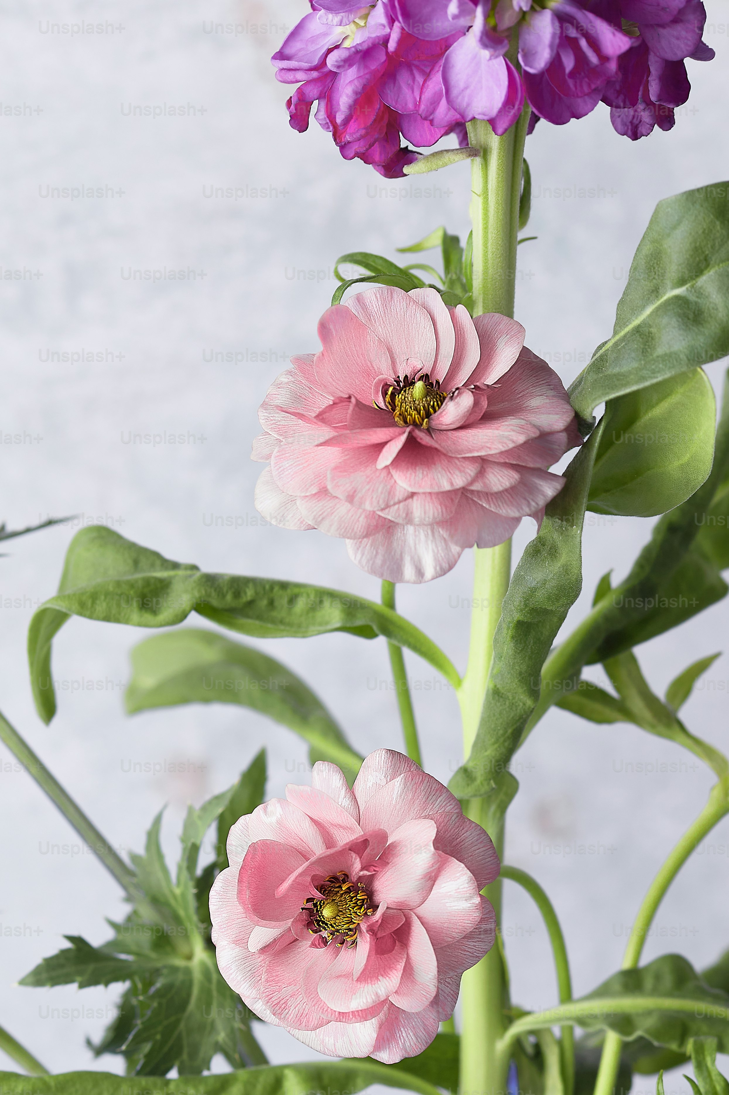 Um grupo de flores rosa e roxo em um vaso foto – Imagem sobre ...