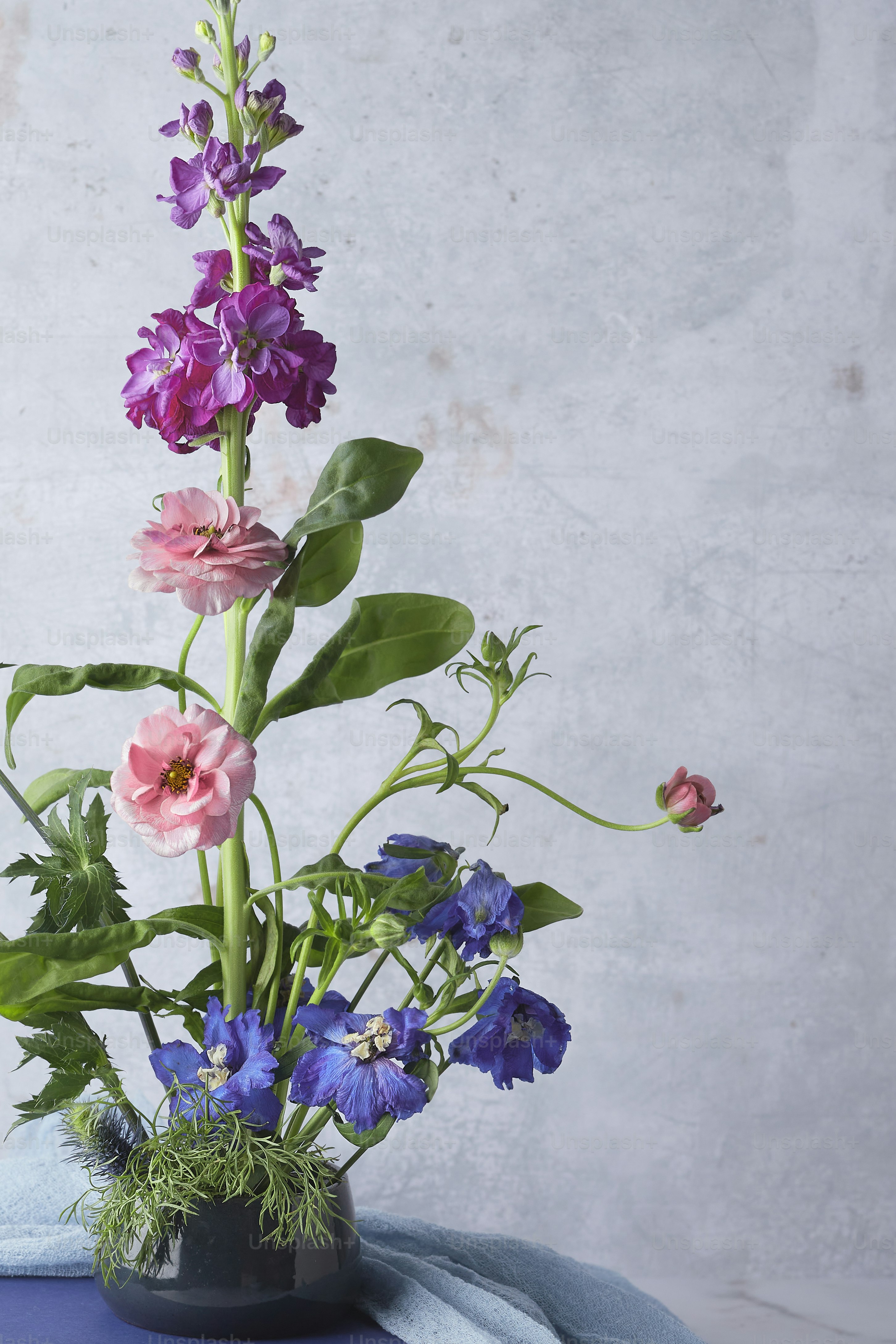 Larkspur Pictures | Download Free Images on Unsplash