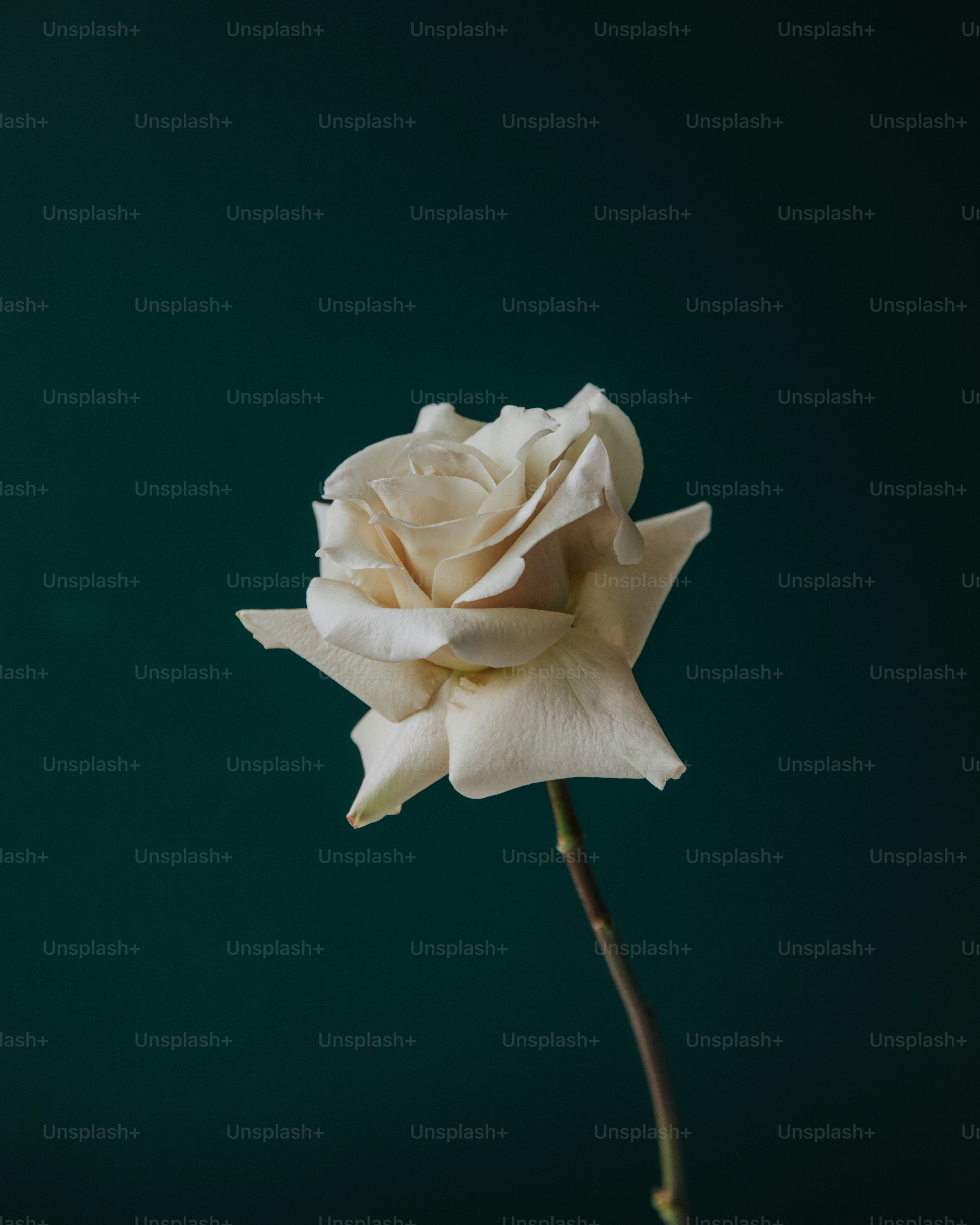 A single white rose on a green background photo – Full hd wallpaper ...