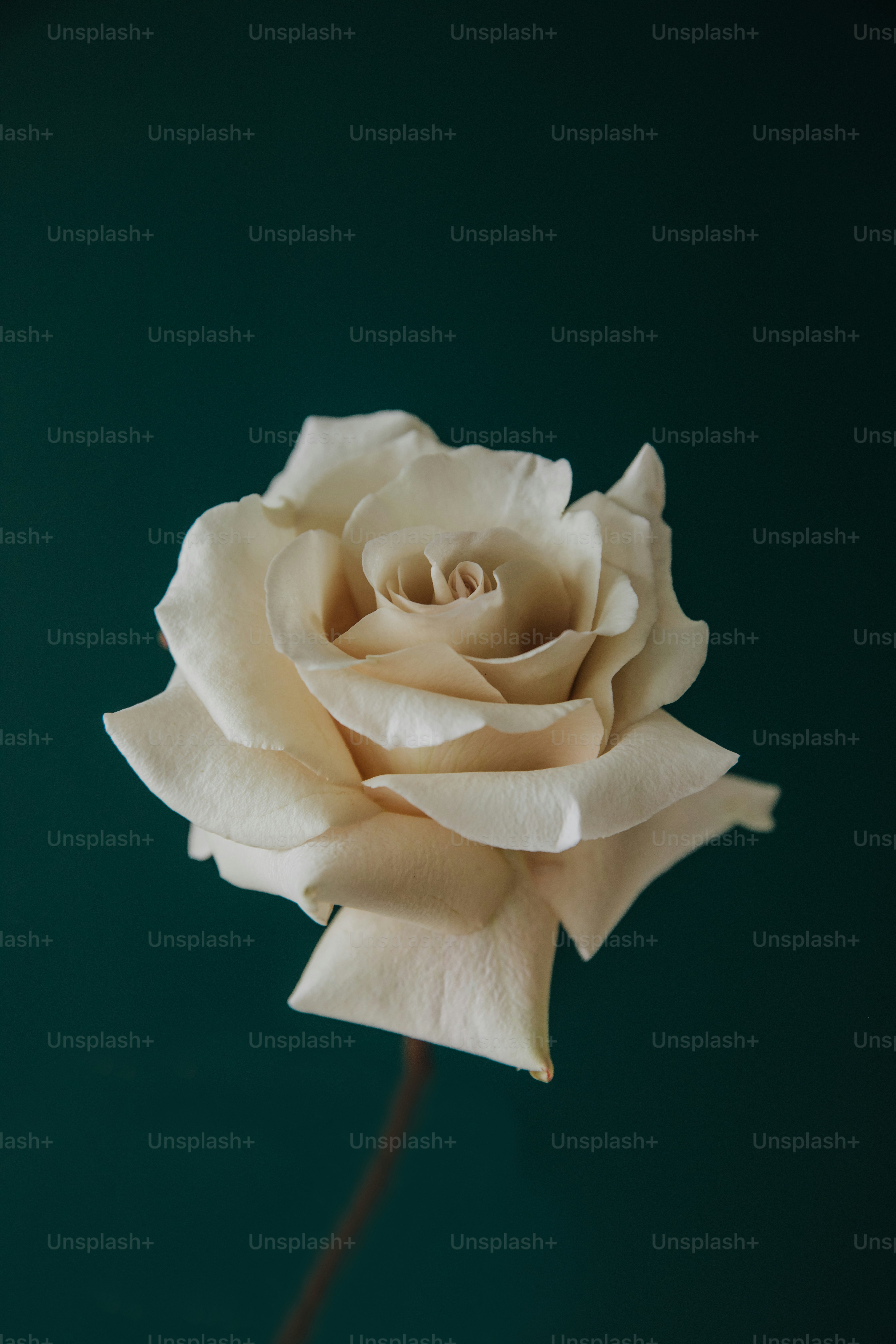 A single white rose with a gray background photo – Floral Image on Unsplash