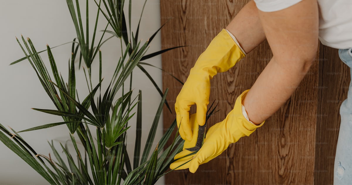 Una Persona Con Guantes Amarillos Está Limpiando Una Planta Foto
