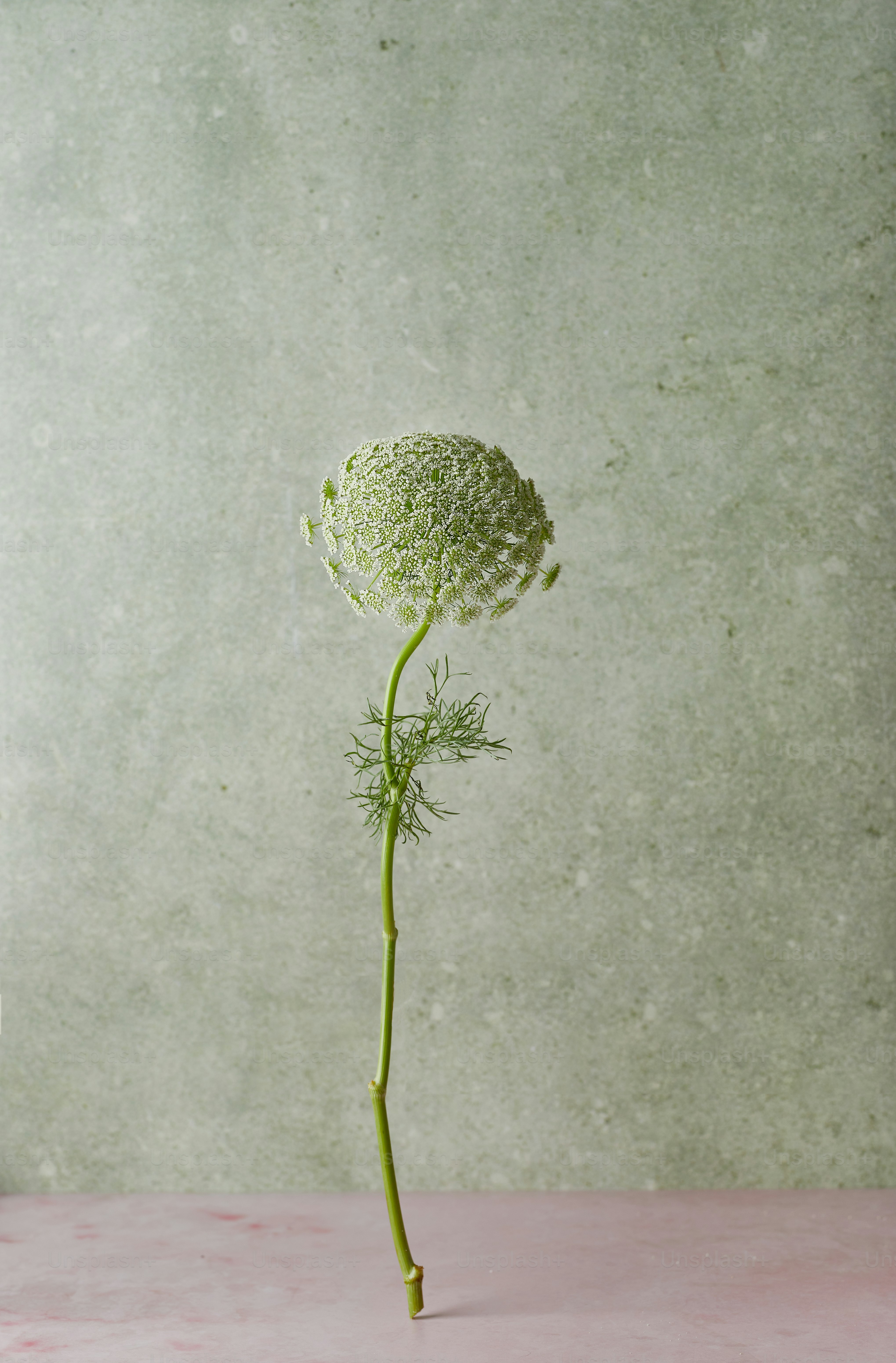 Florals Pictures | Download Free Images on Unsplash