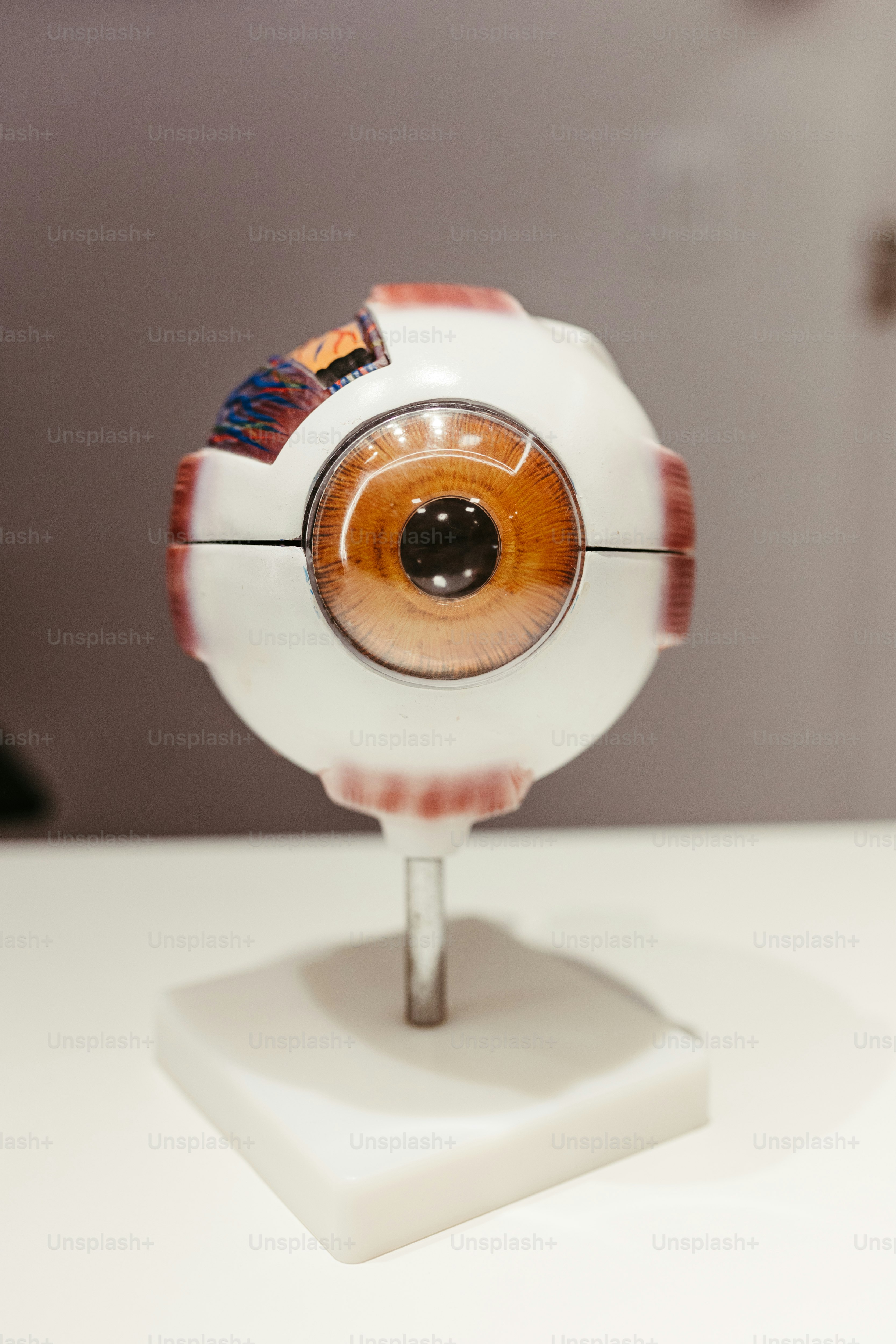 A close up of an eyeball on a stand photo – Ophthalmology Image on Unsplash
