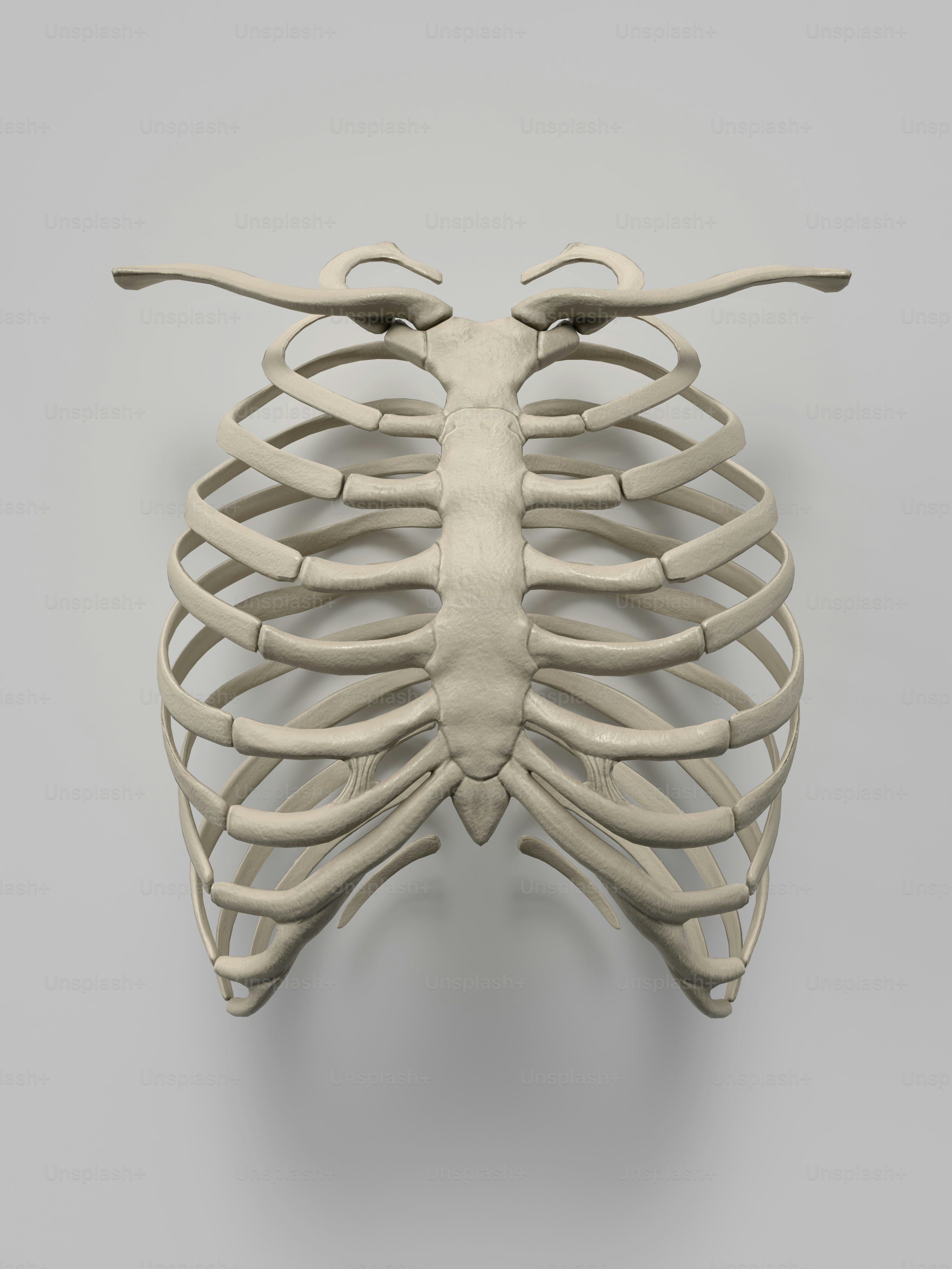 A 3d model of a human rib cage photo – Full hd wallpaper Image on Unsplash