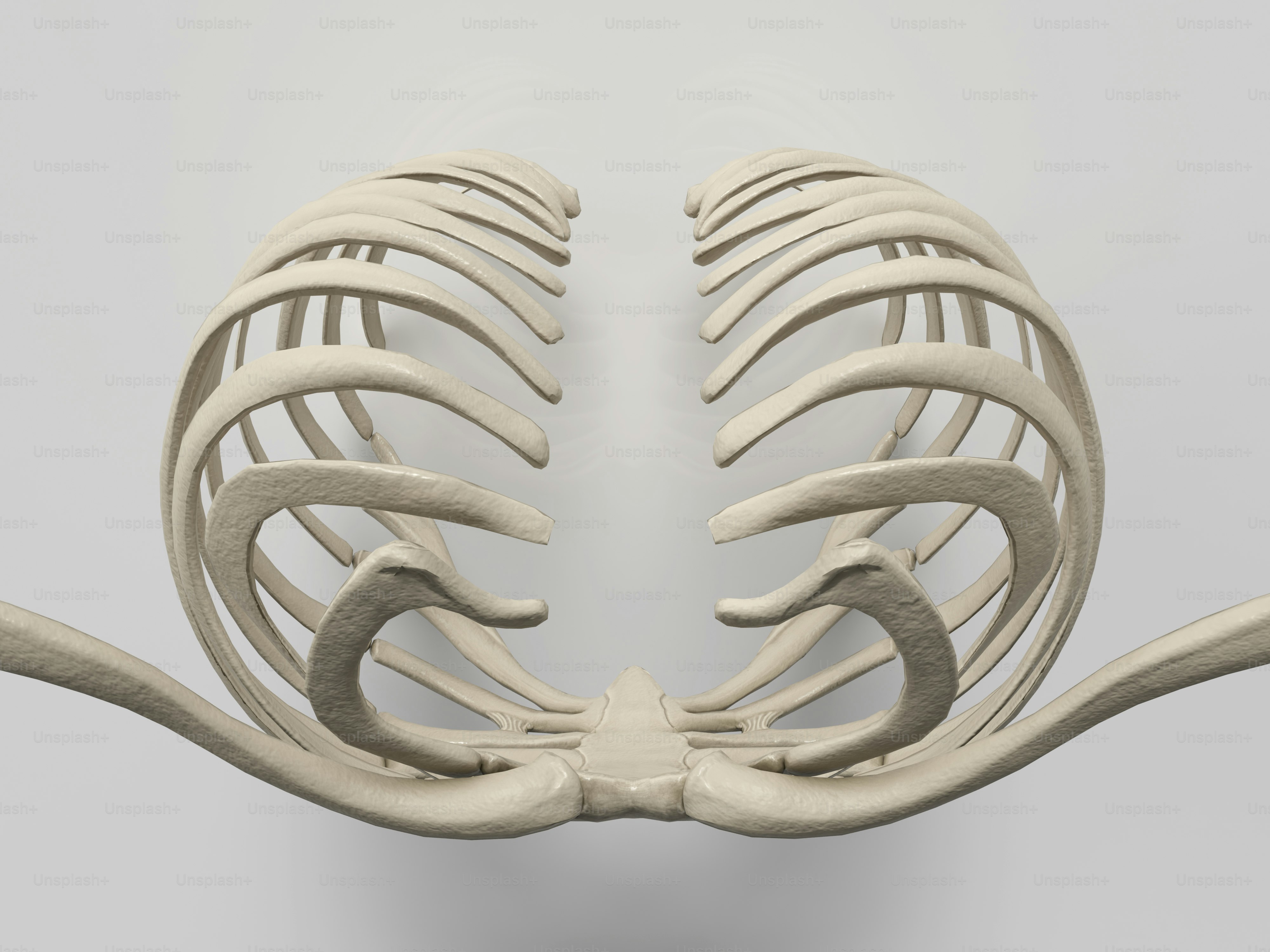 A 3d model of a human rib cage photo – Human Image on Unsplash