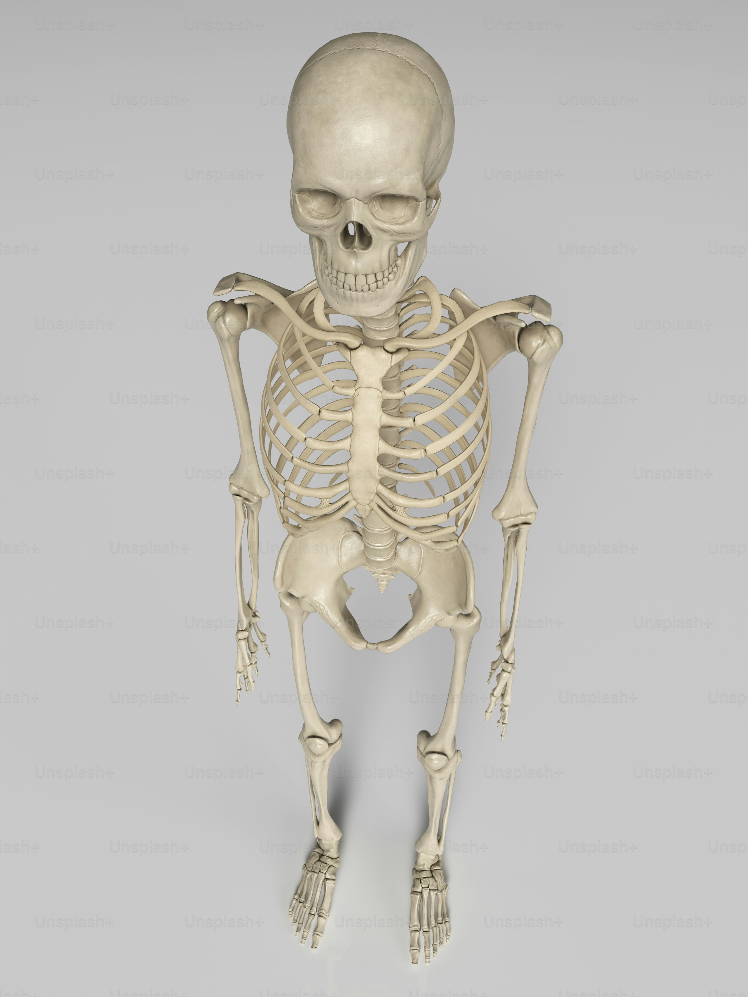 A skeleton is shown with a shadow on the wall photo – Anatomy Image on ...