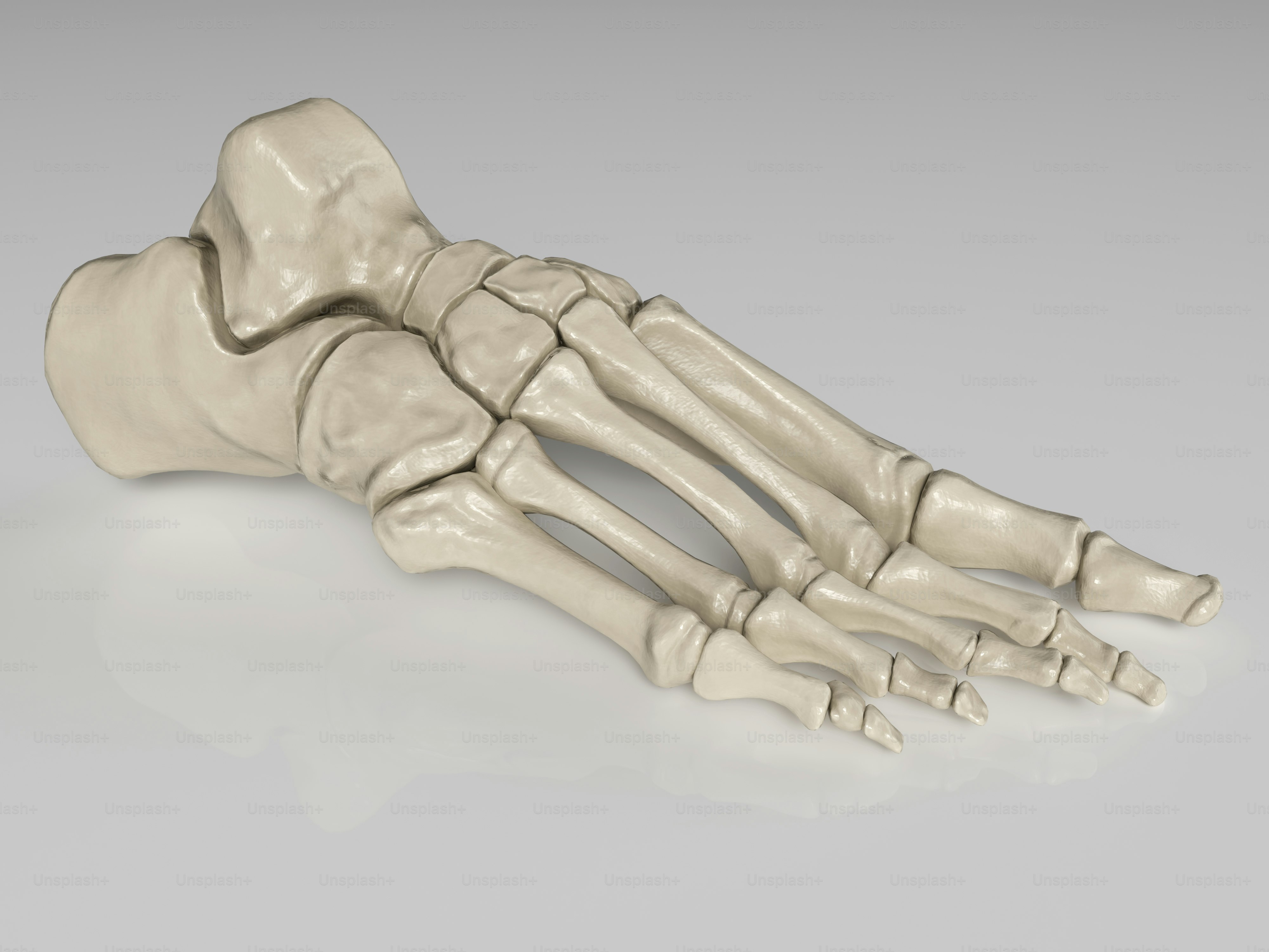 Un modèle de pied humain avec les os exposés photo – Le pied Photo sur ...