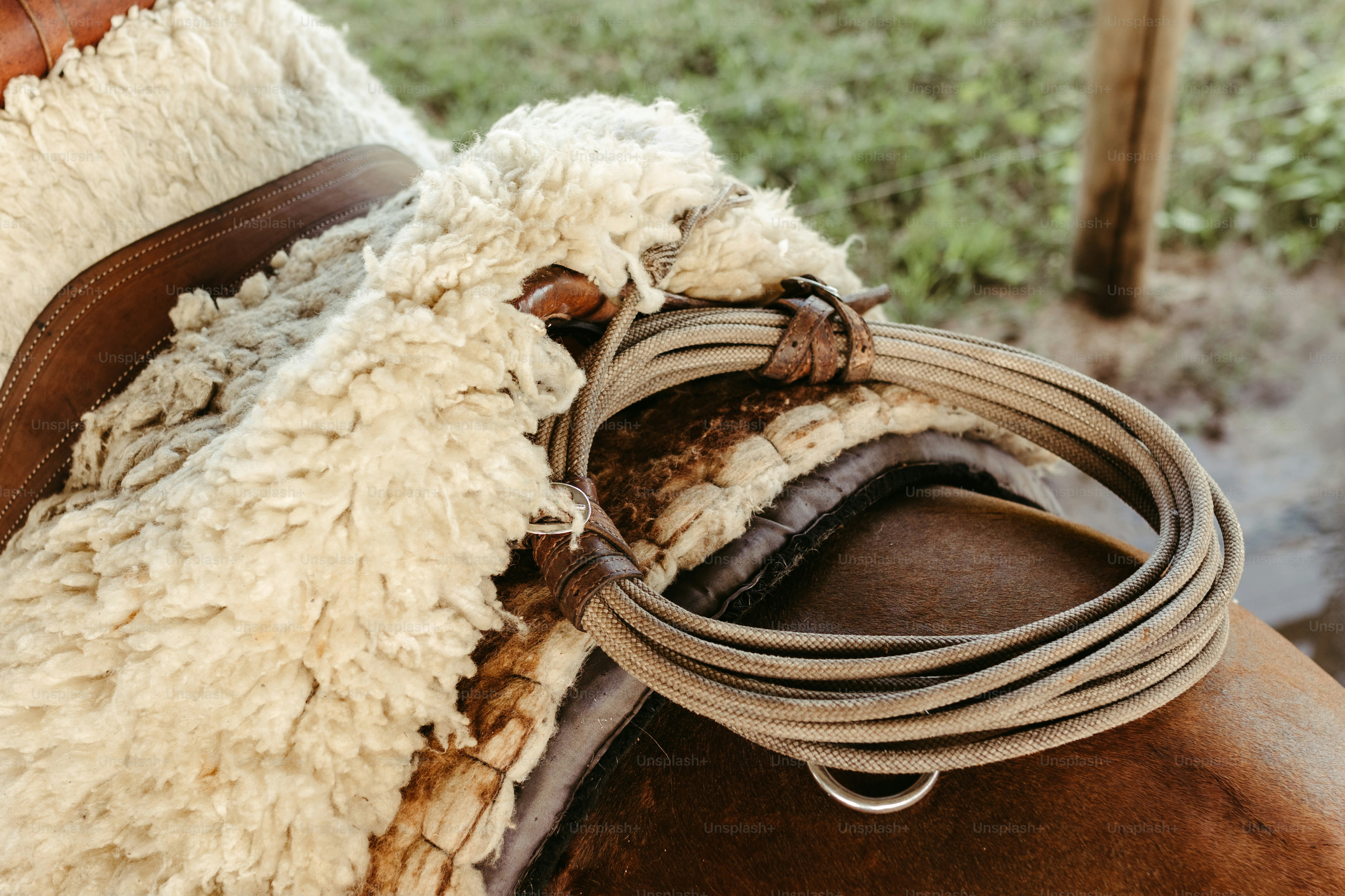 A close up of a horse's bridle and reins photo – Old west Image on Unsplash