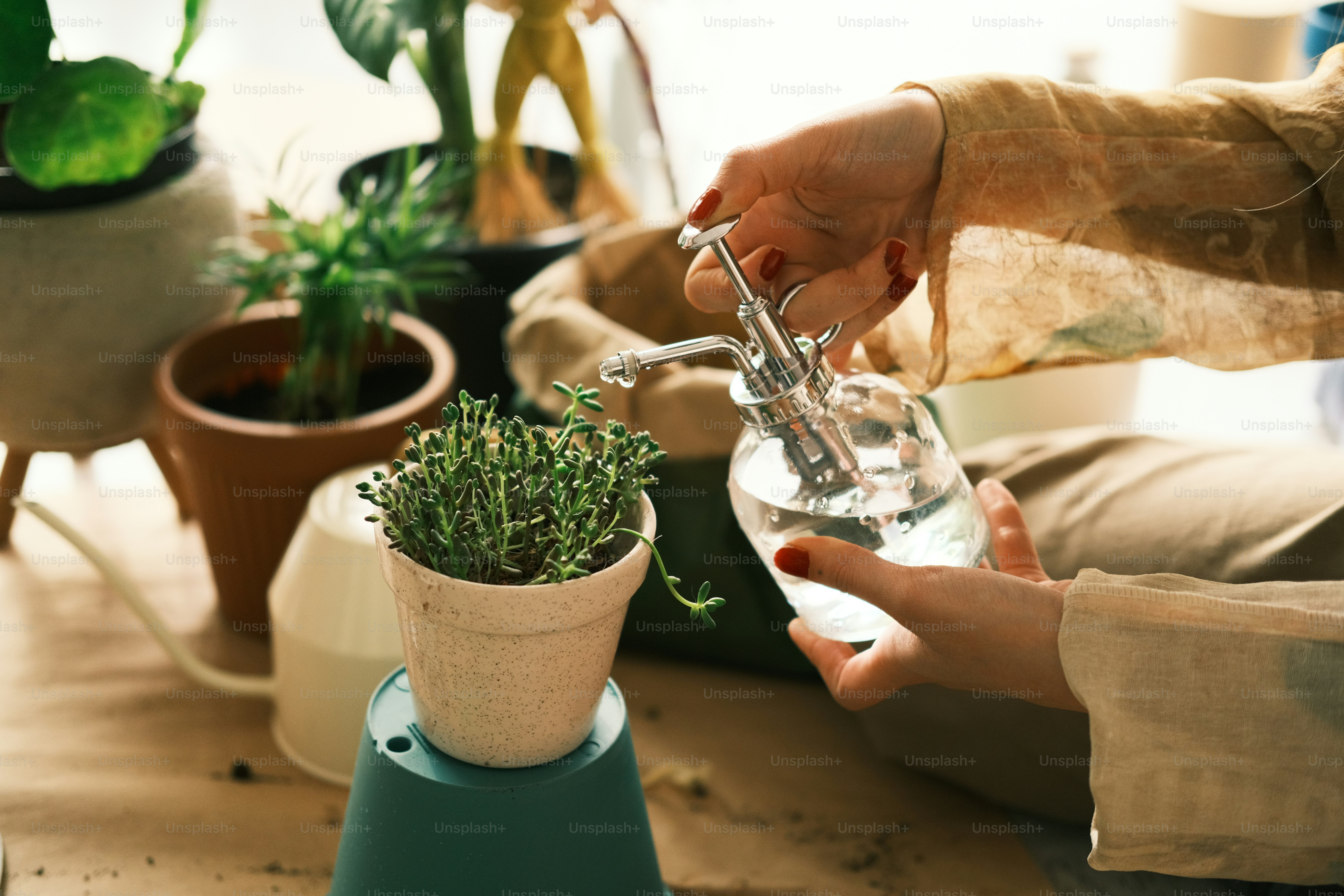 A person is pouring water into a potted plant photo – Woman Image on ...