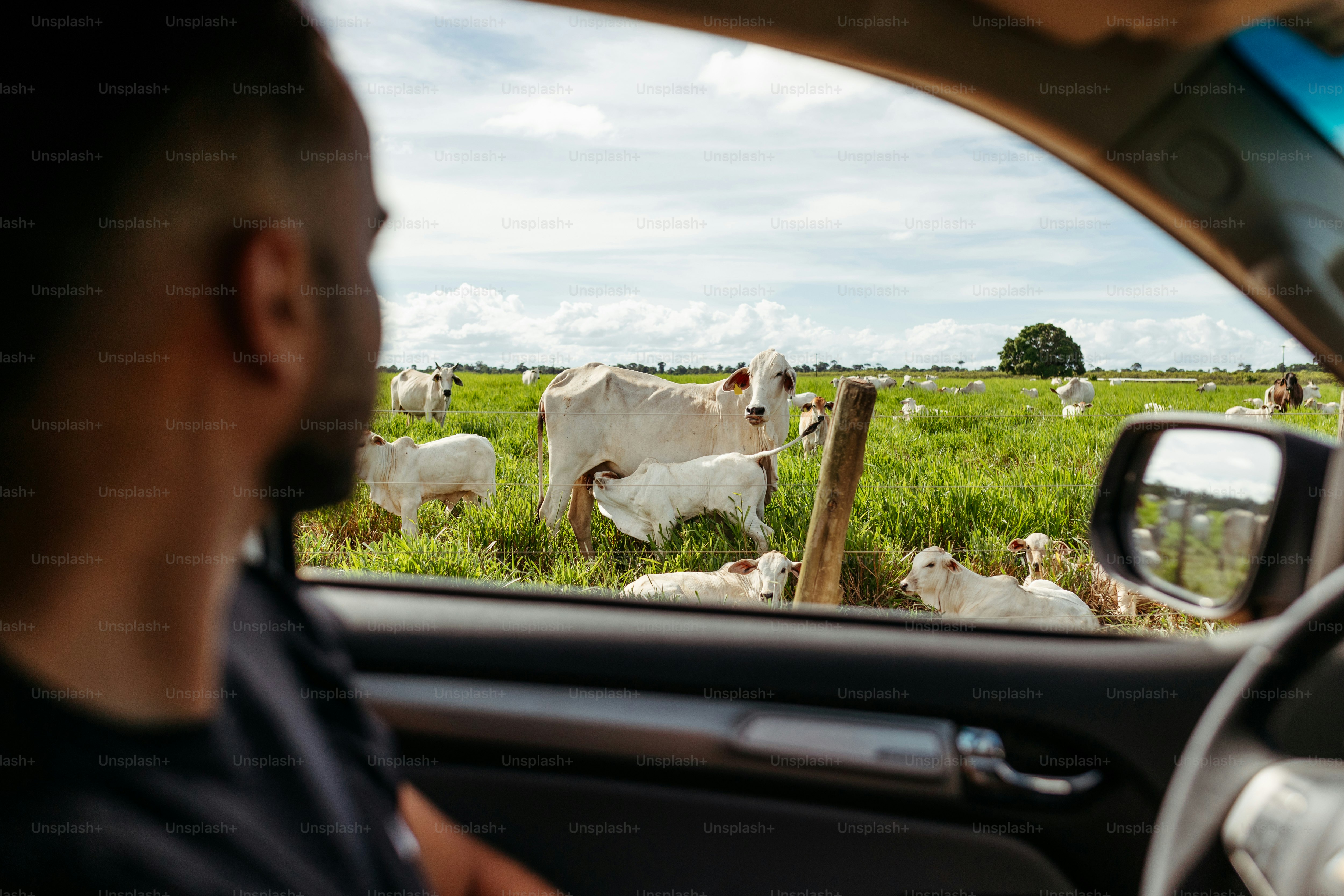 A man driving a car in front of a herd of cows photo – Cattle Image on ...