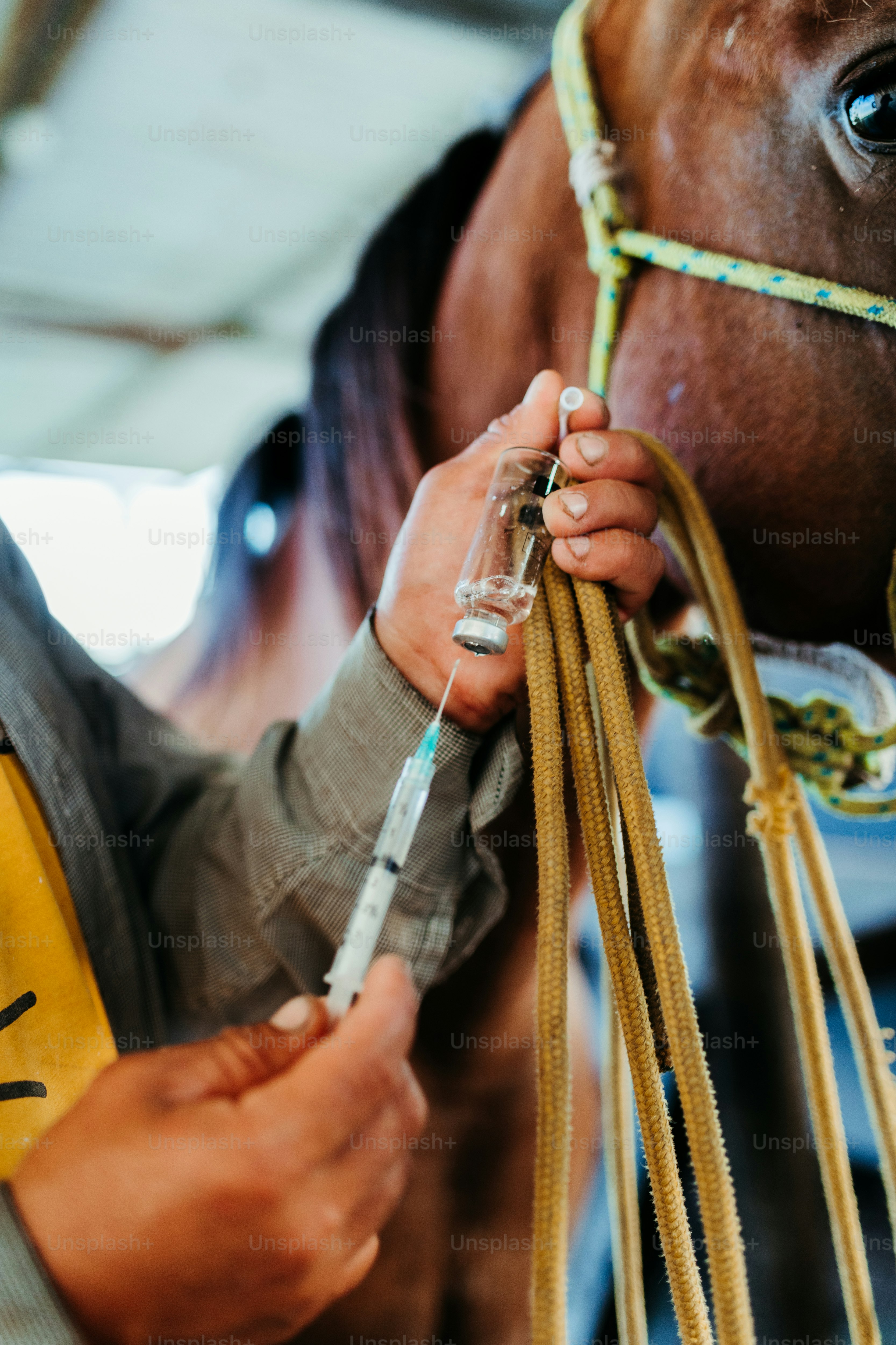 A person holding a horse's bridle with a horse in the background photo ...