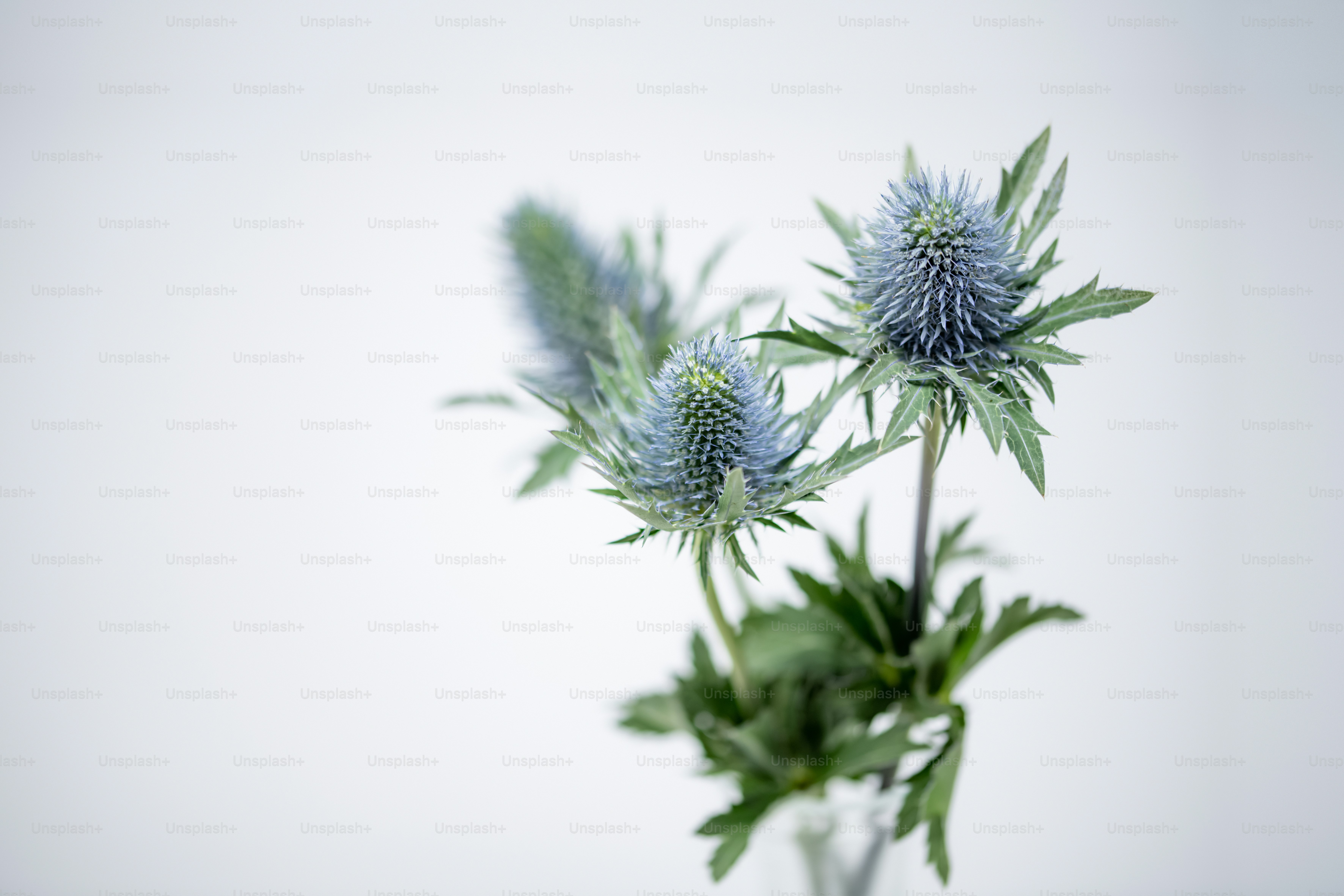 A close up of a blue flower on a white background photo – Flower leaf ...