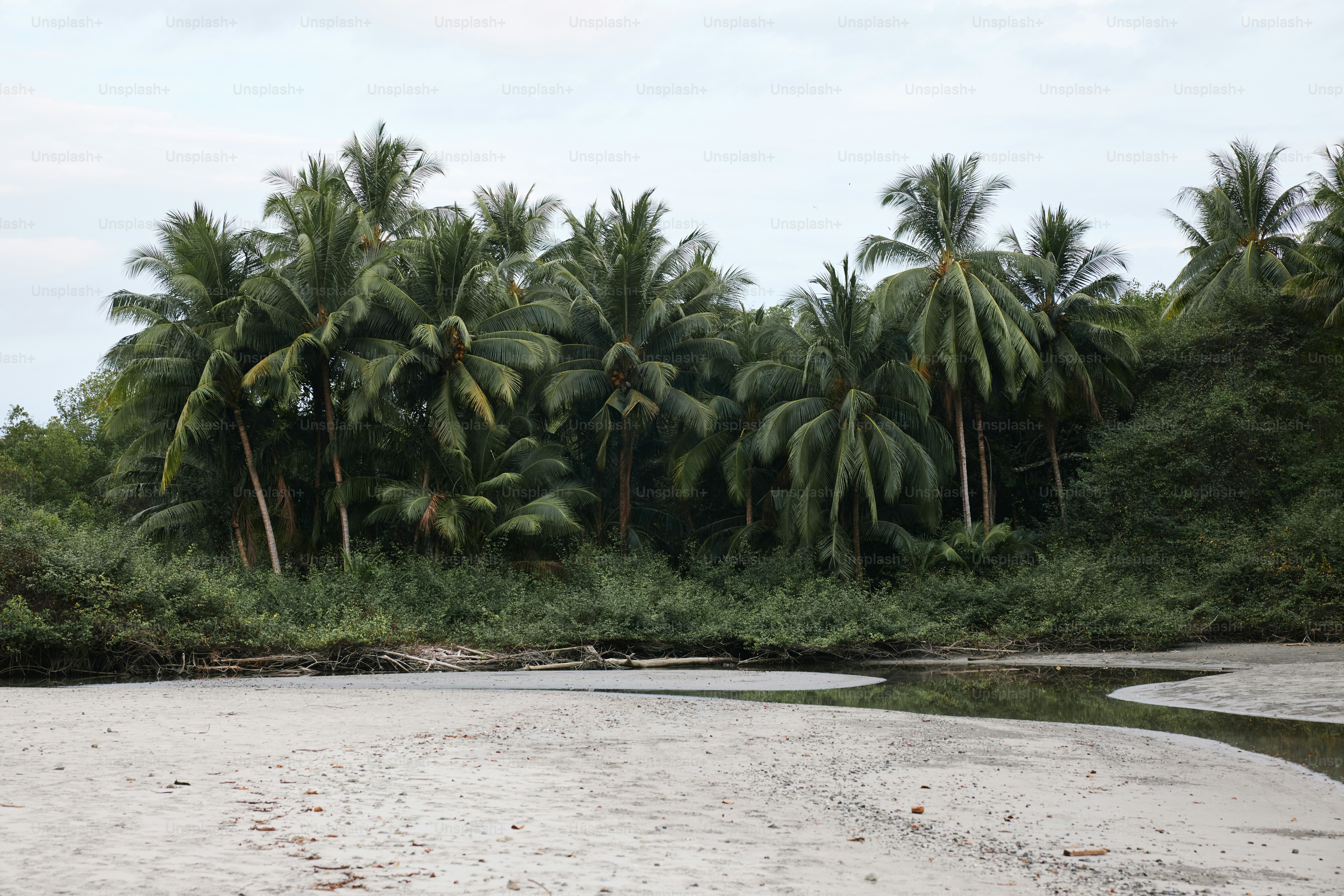 A river running through a forest filled with palm trees photo – Spring ...