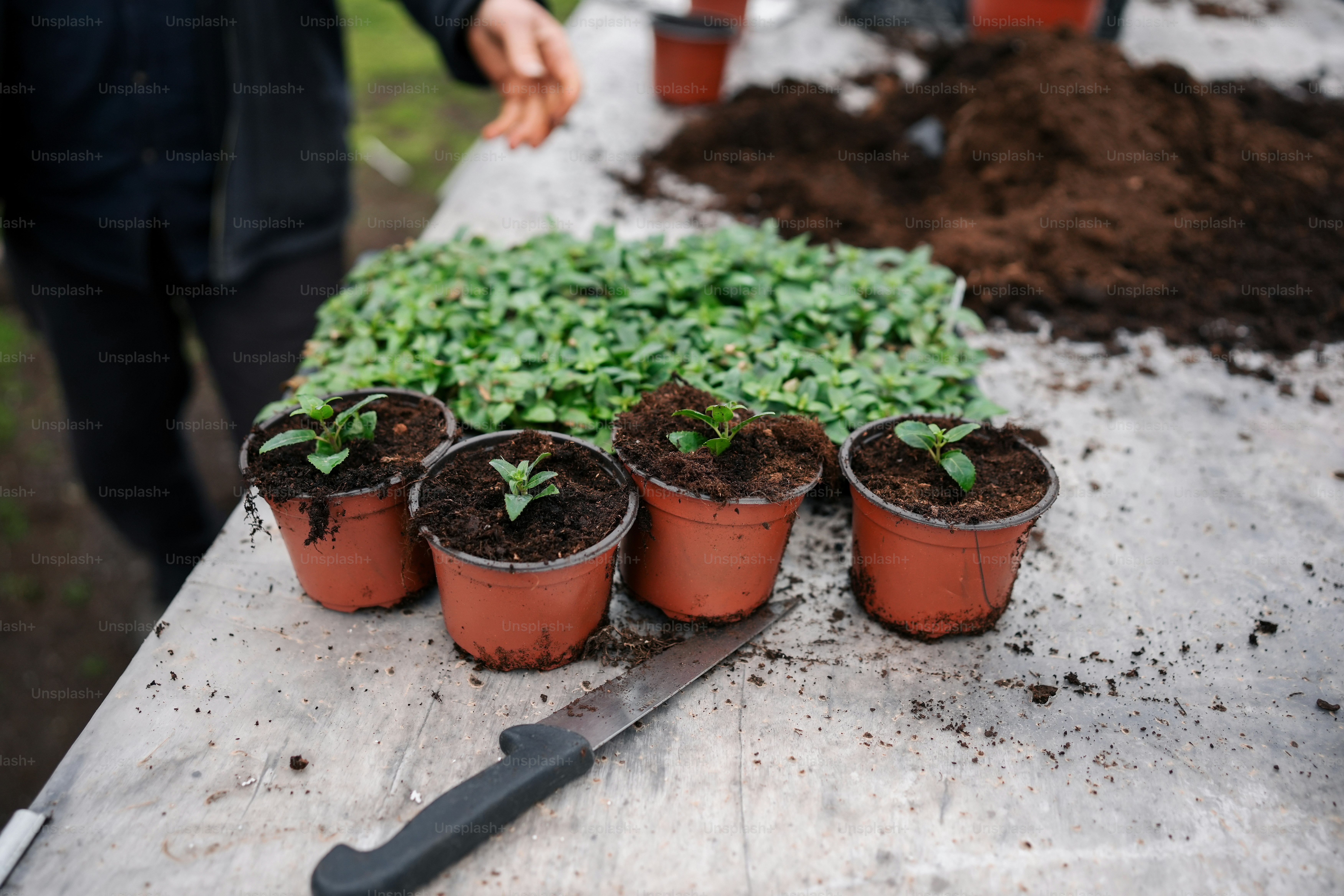 A table topped with potted plants and a knife photo – Outdoor Image on ...