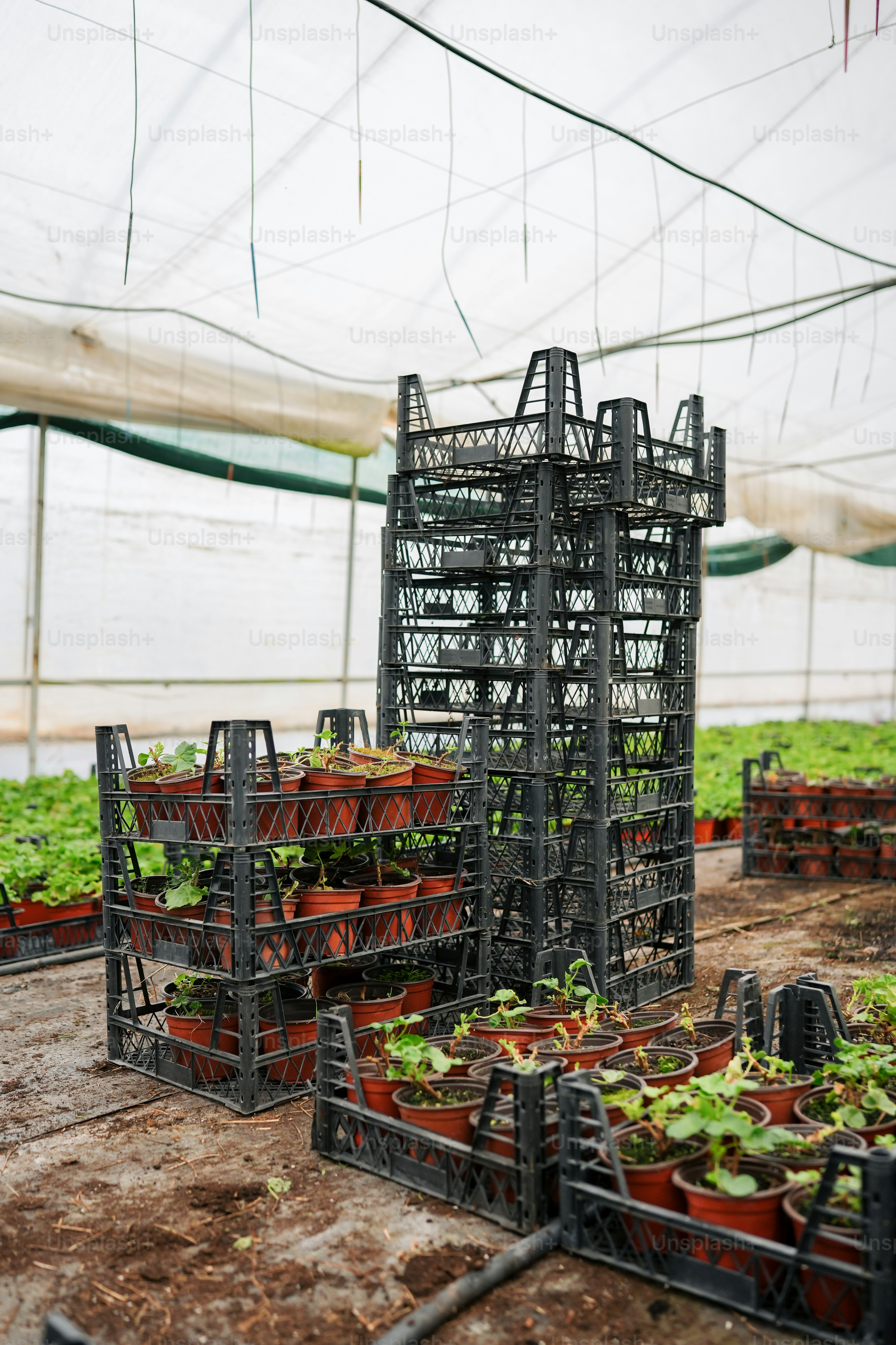 A bunch of plants that are in some kind of cage photo – Seedlings Image ...