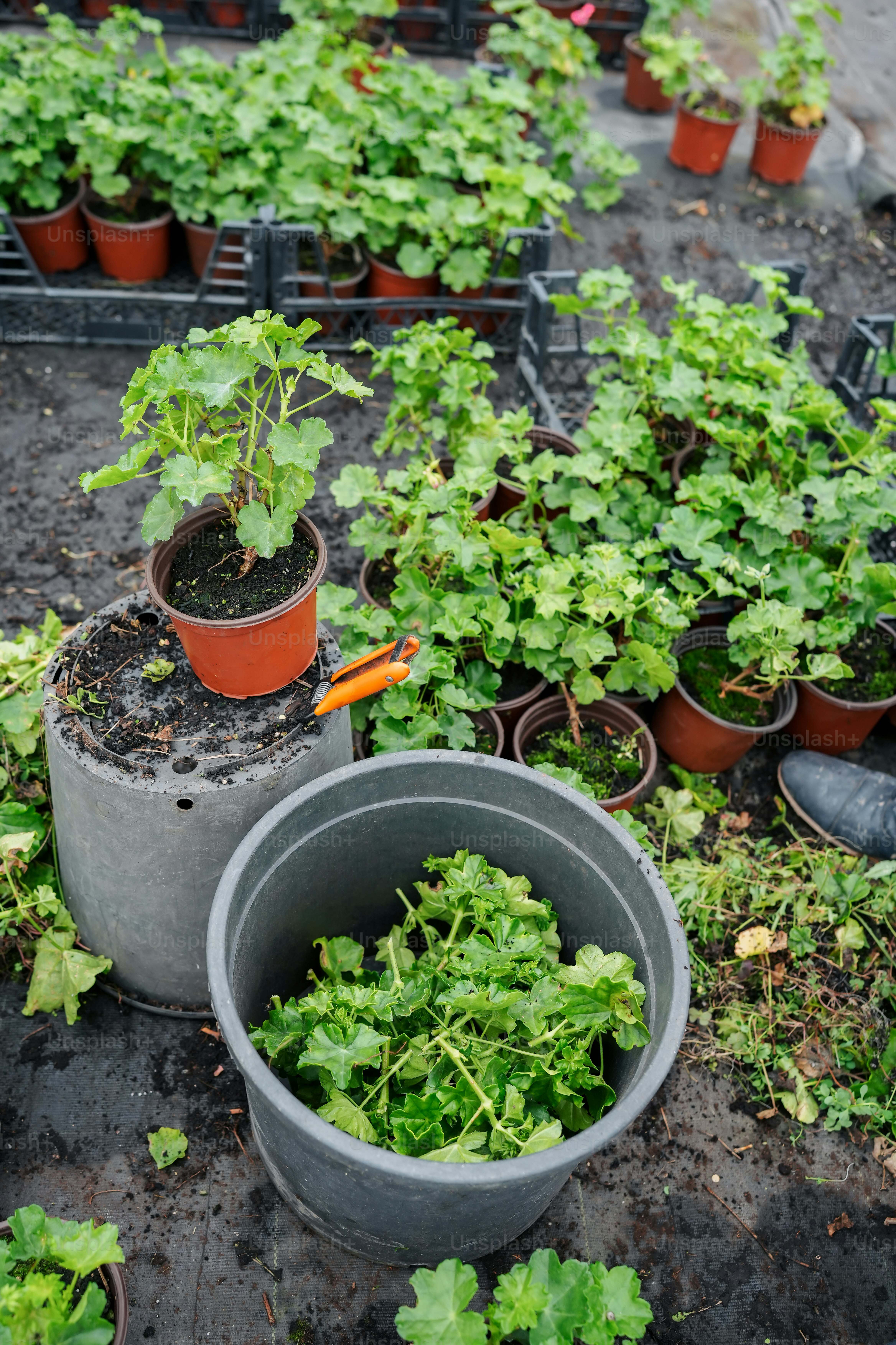 A bunch of plants that are in some pots photo – Gardening Image on Unsplash