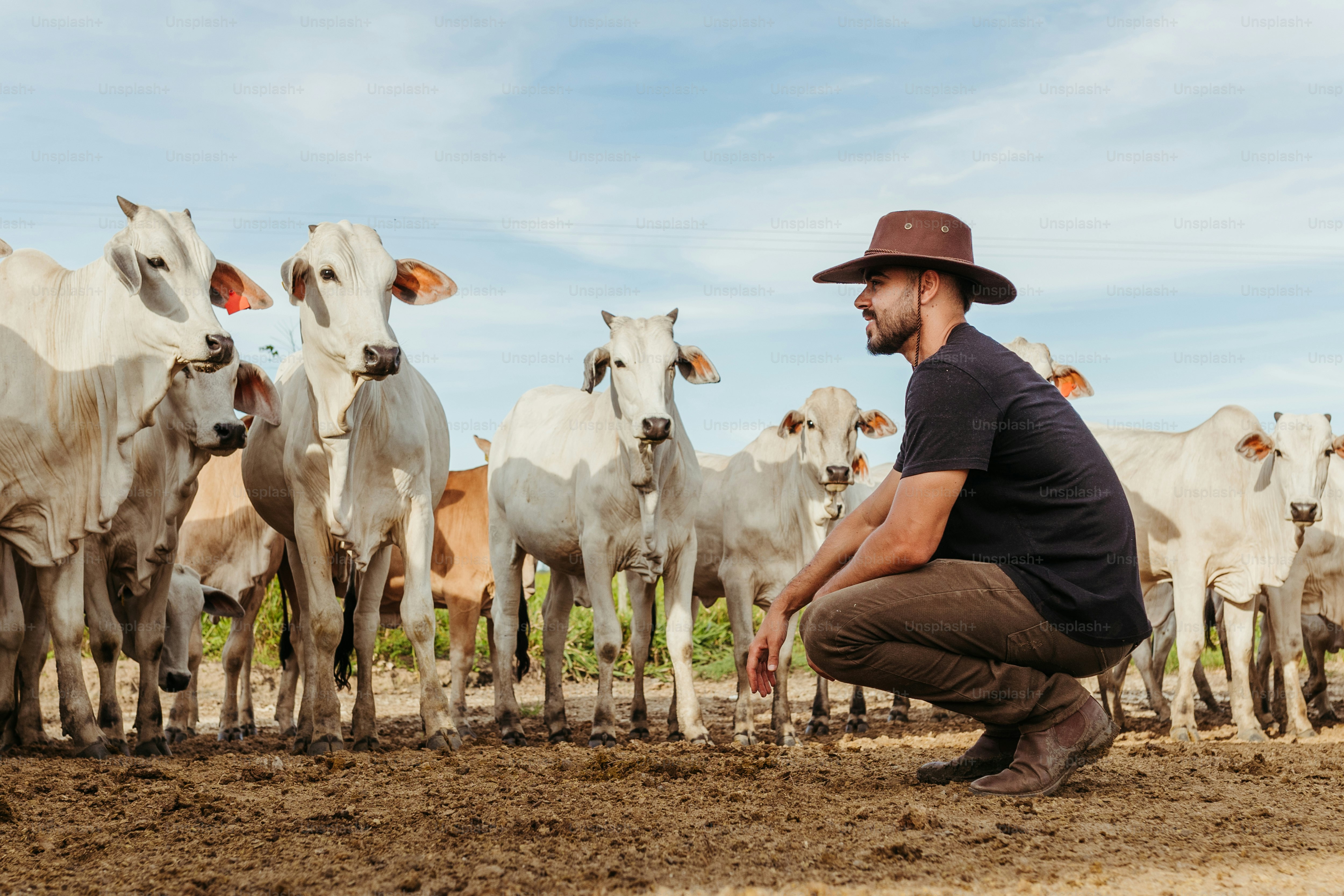 A man kneeling down in front of a herd of cows photo – Cowboy Image on ...