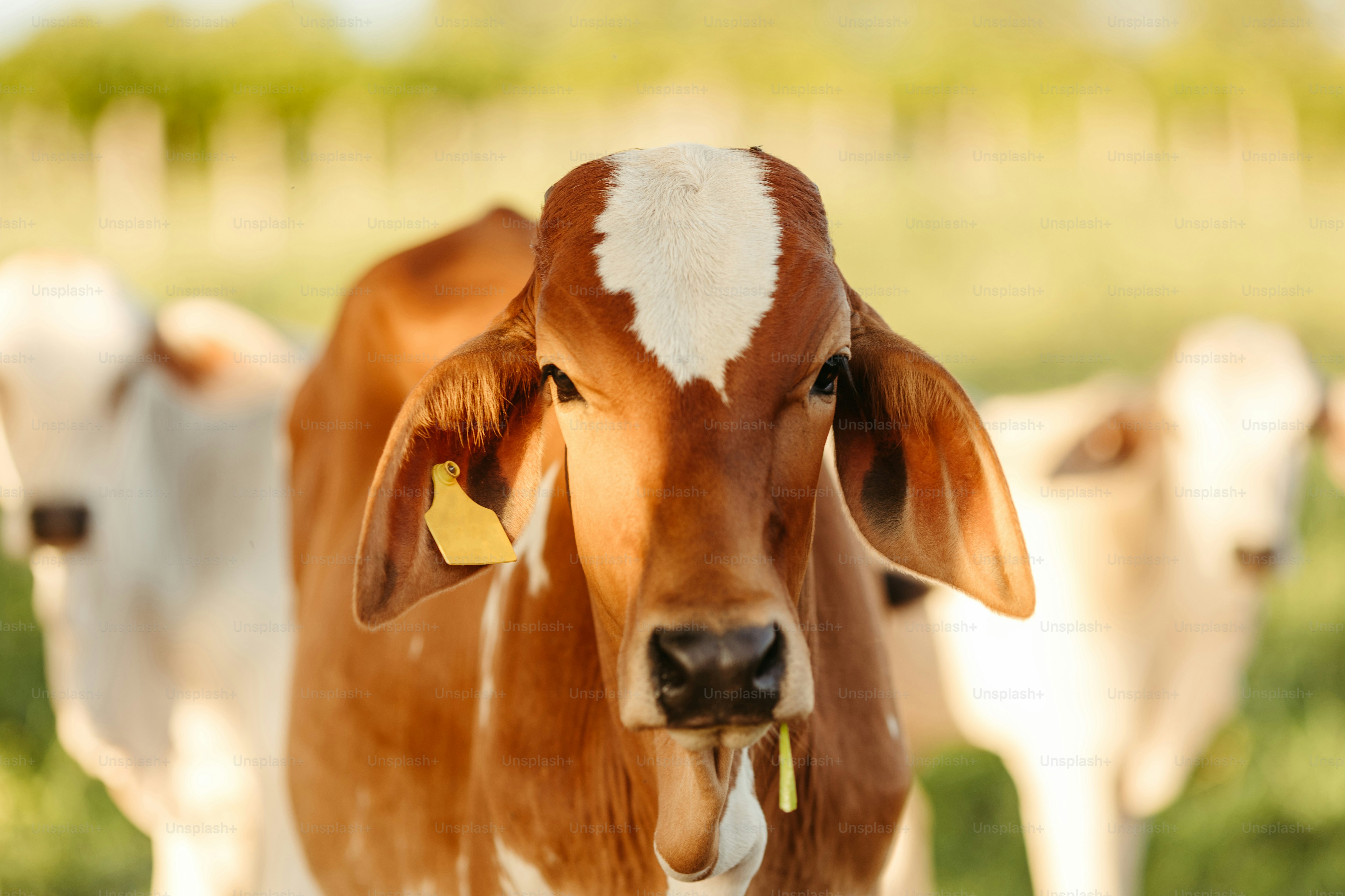 Cow Face Pictures | Download Free Images on Unsplash