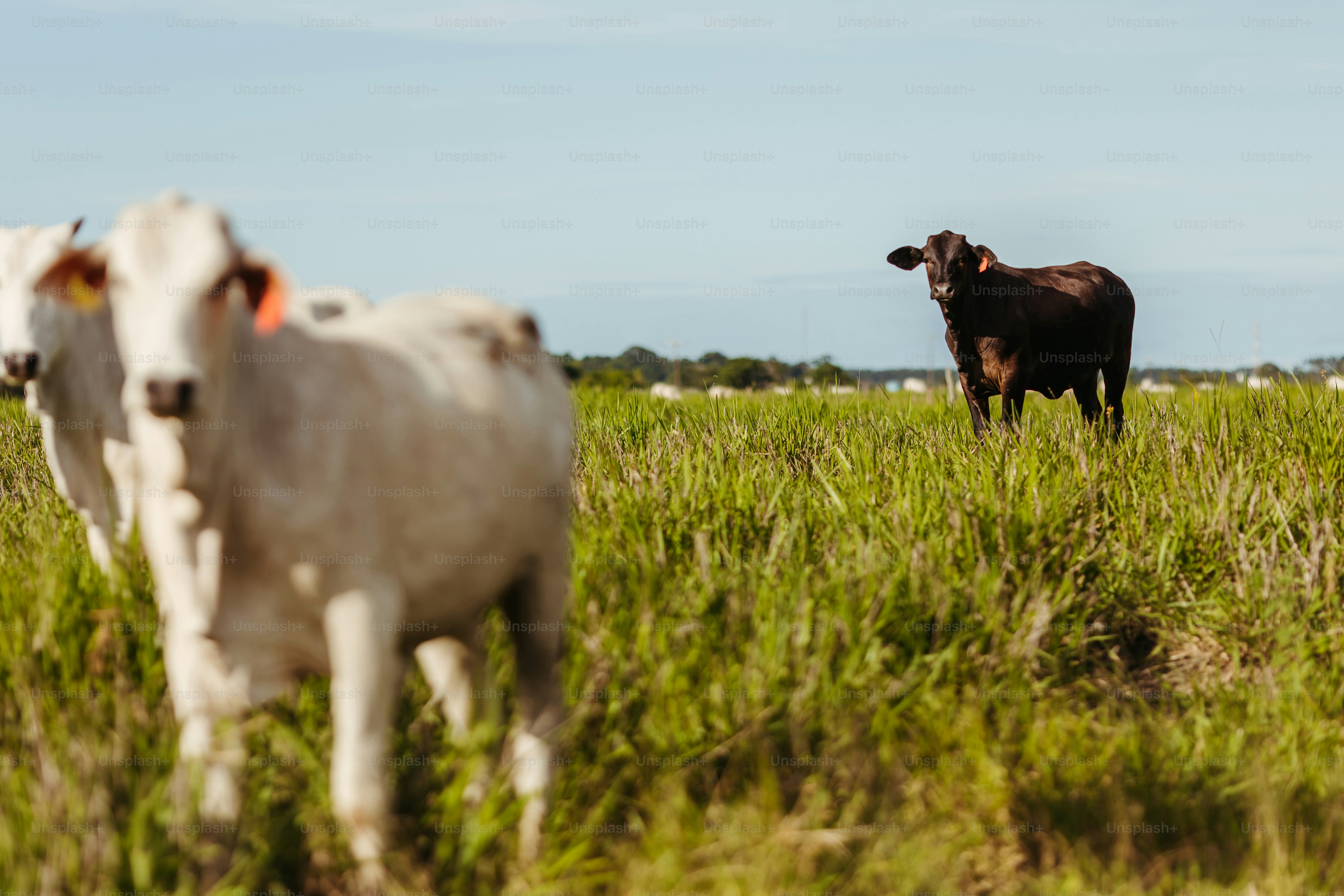 A couple of cows standing in a grassy field photo – Rancher Image on ...