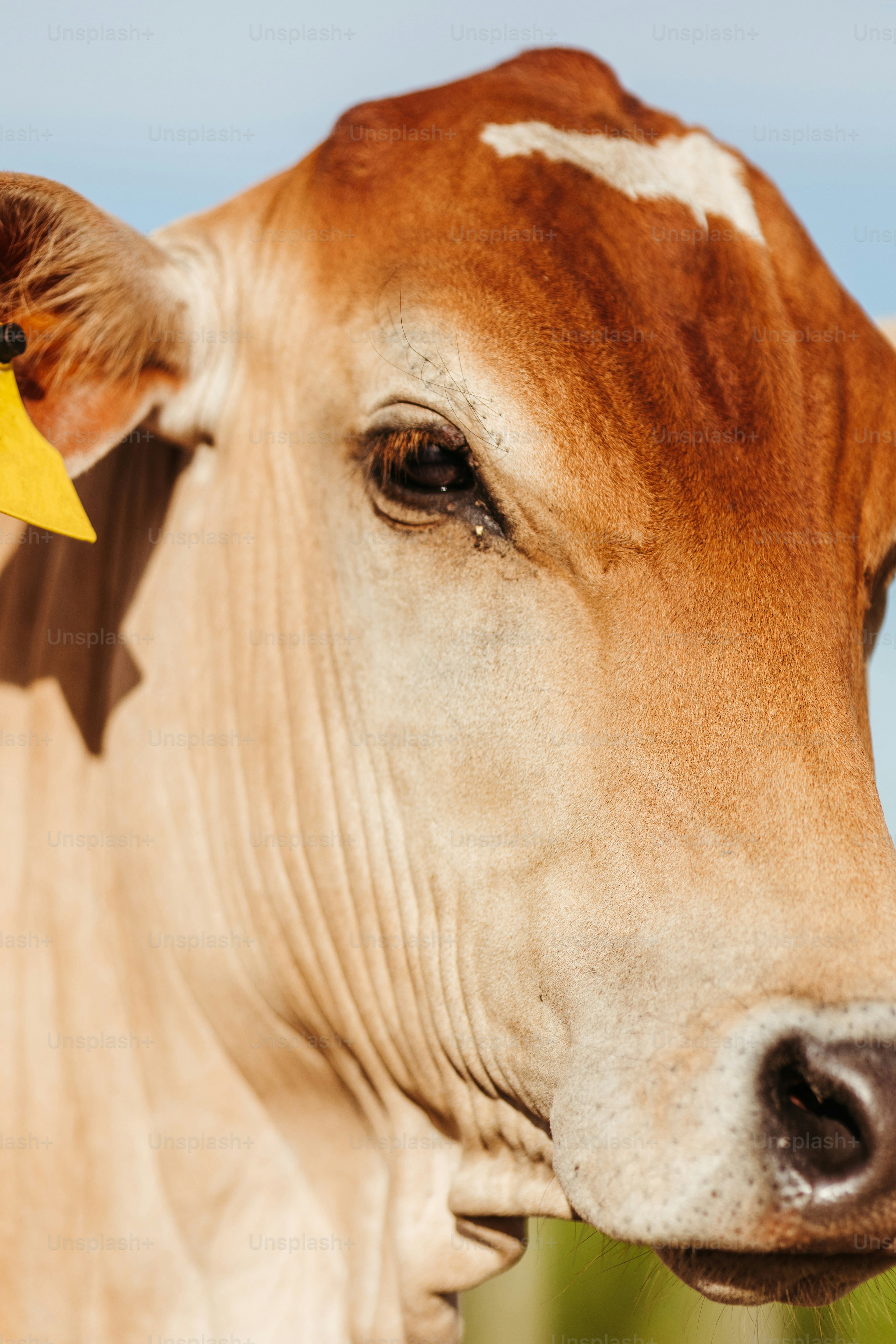A brown cow with a yellow tag in its ear photo – Herbivore Image on ...