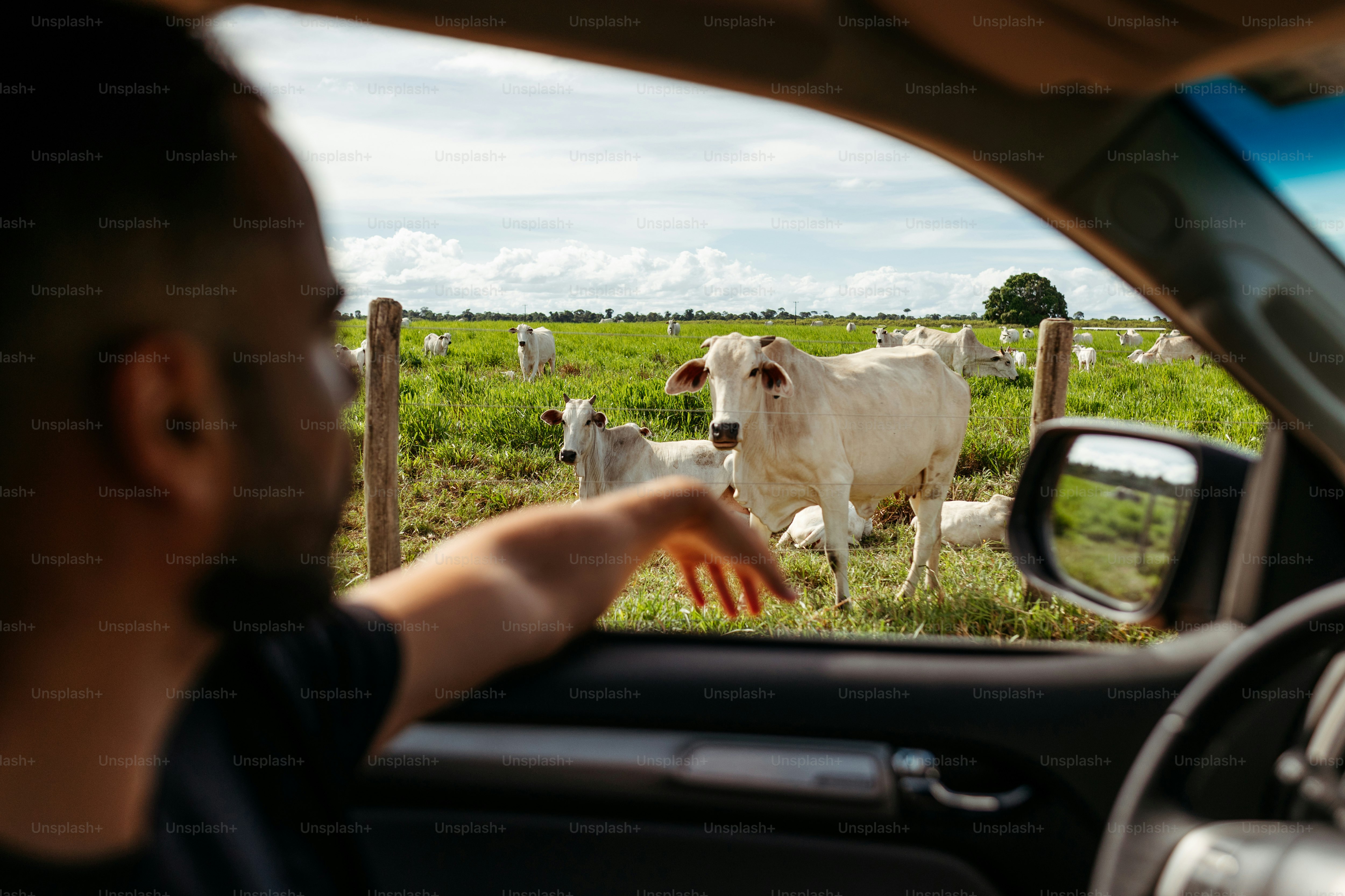 A herd of cattle standing on top of a lush green field photo – Cows in ...