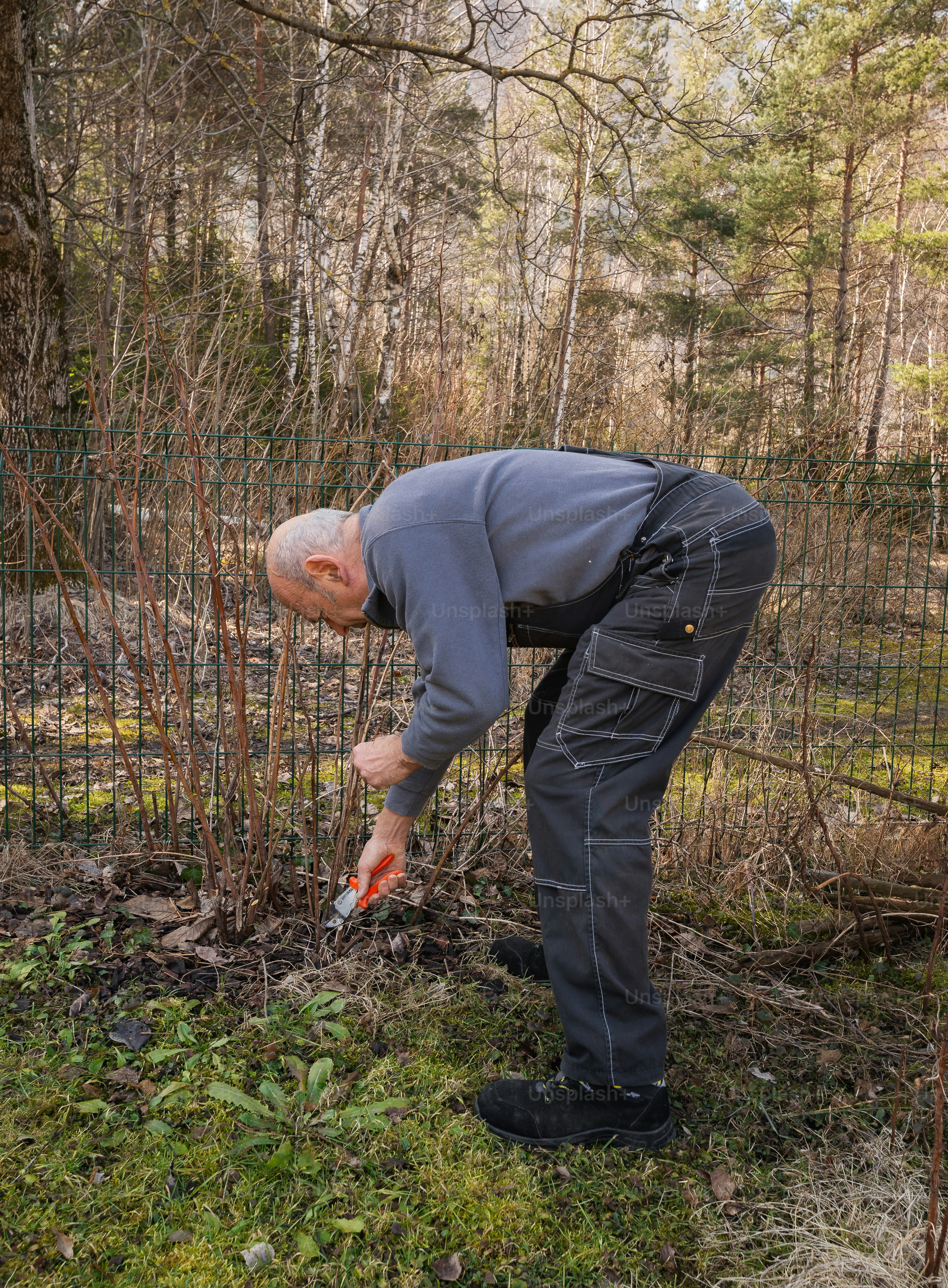 A man in a gray shirt and black pants is trimming a tree photo – Green ...