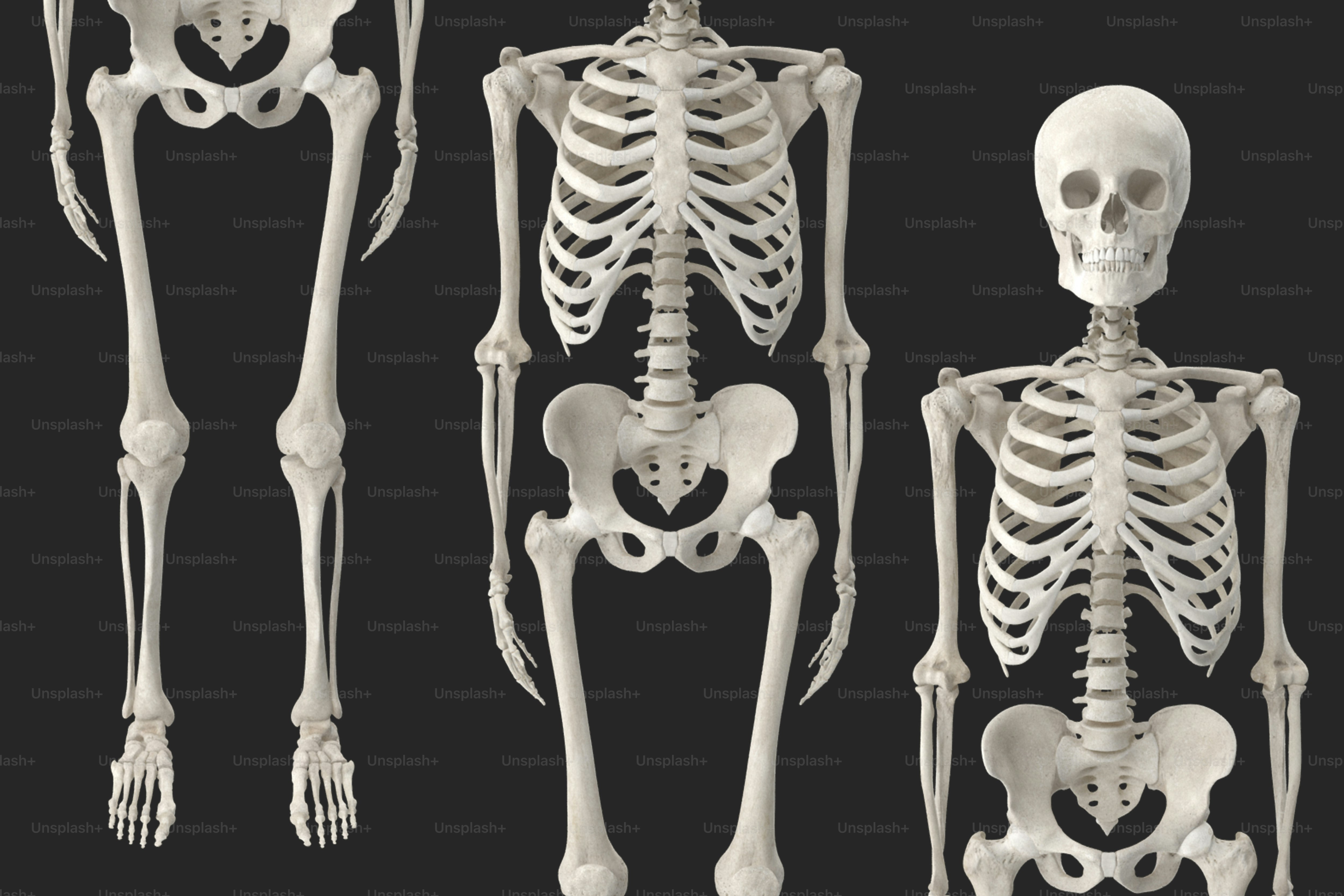 Human Skeleton Model 3d