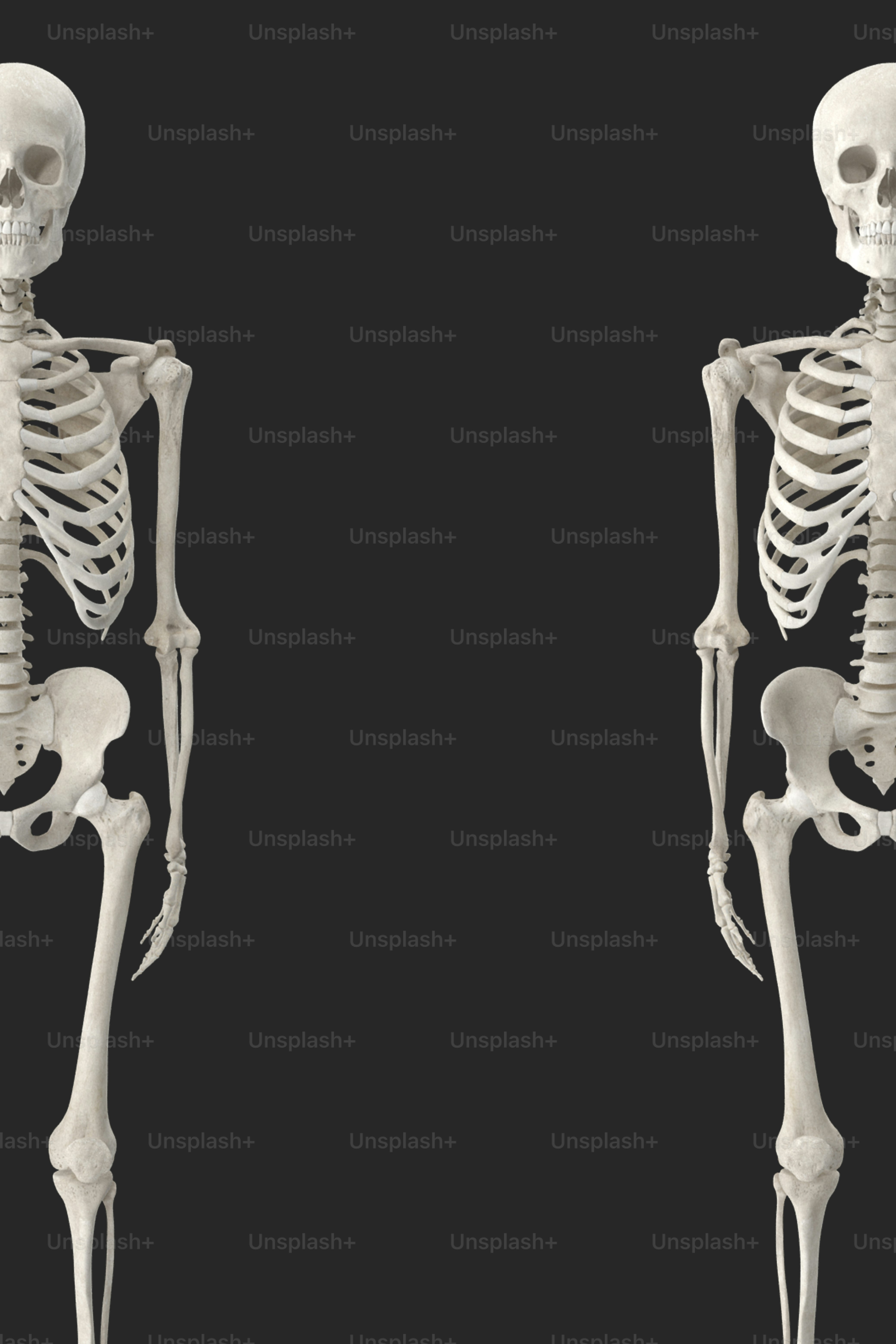 A picture of a human skeleton with a black background photo – Anatomy ...