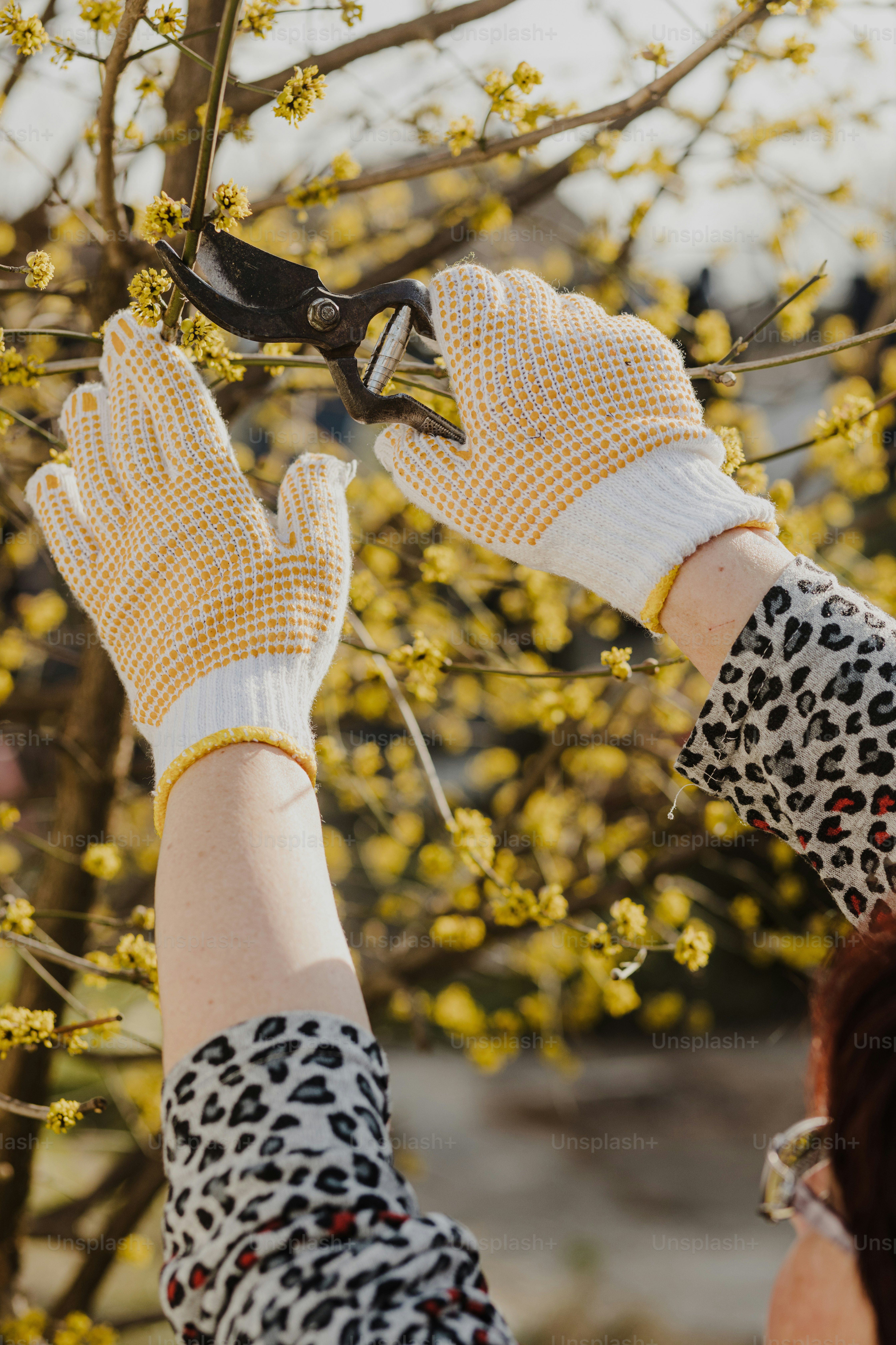 A woman is holding a pair of scissors up to a tree photo – Garden Image ...
