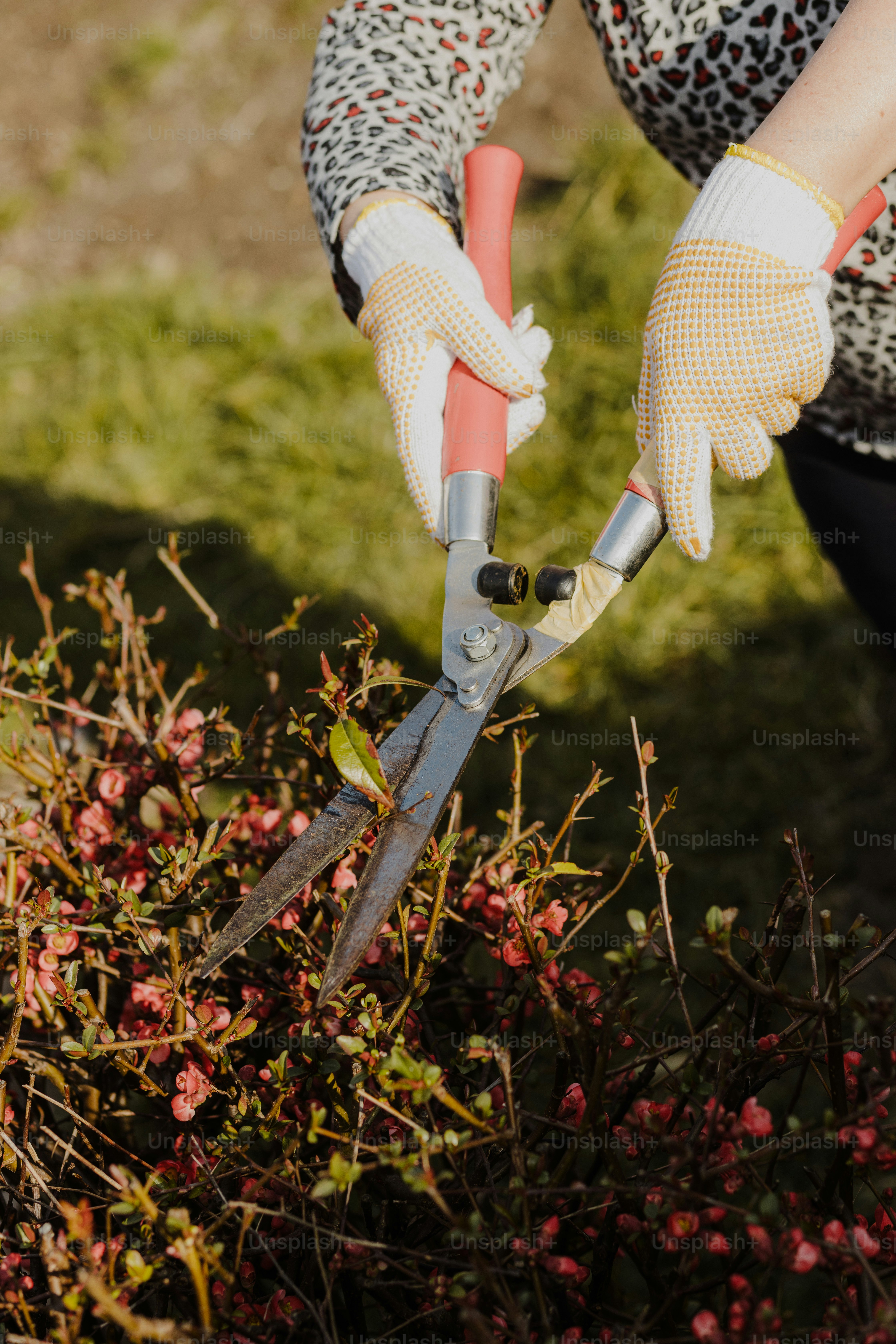 A woman is trimming a bush with a pair of scissors photo – Pruning ...