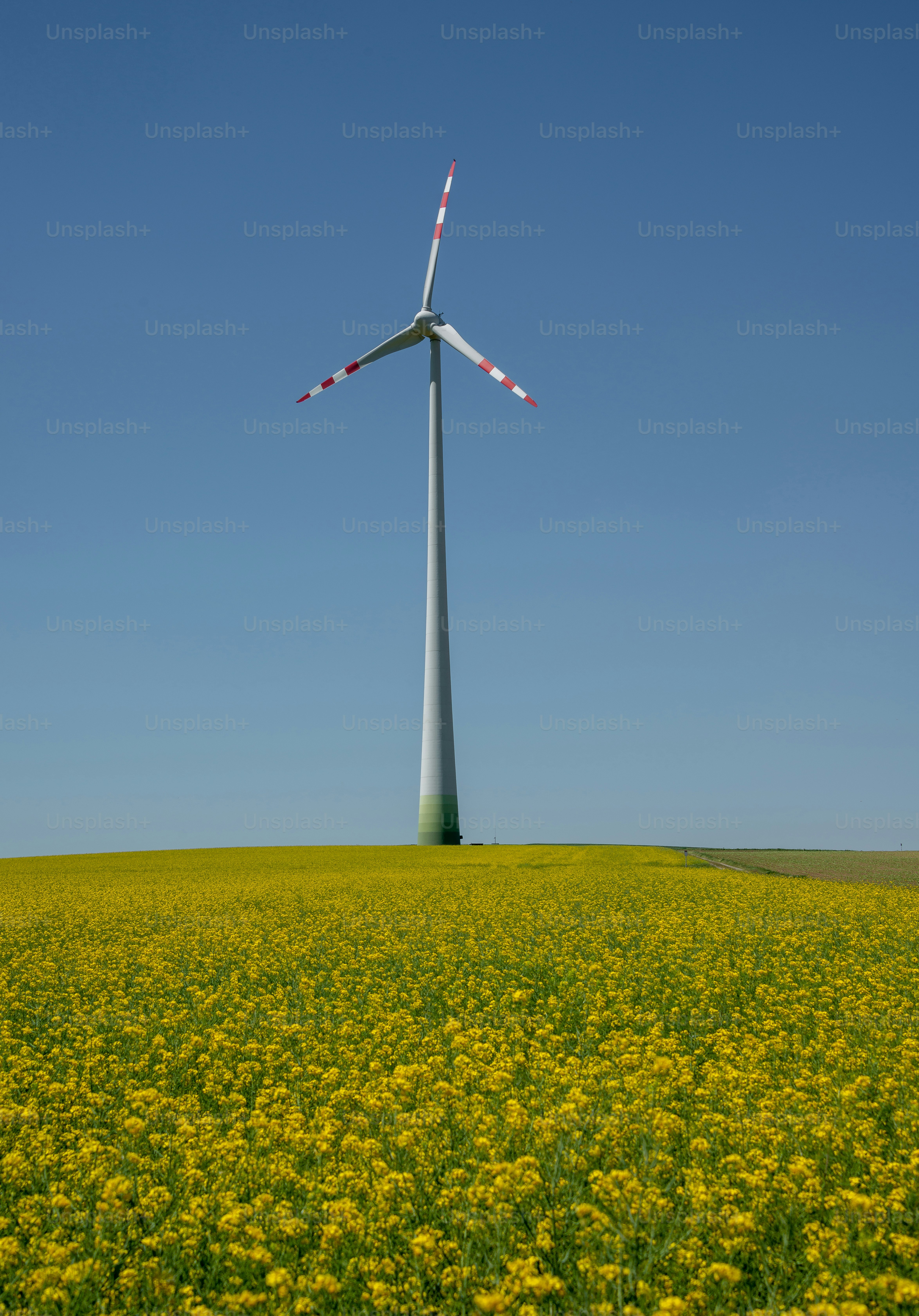 A windmill in a field of yellow flowers photo – Wind turbine Image on ...