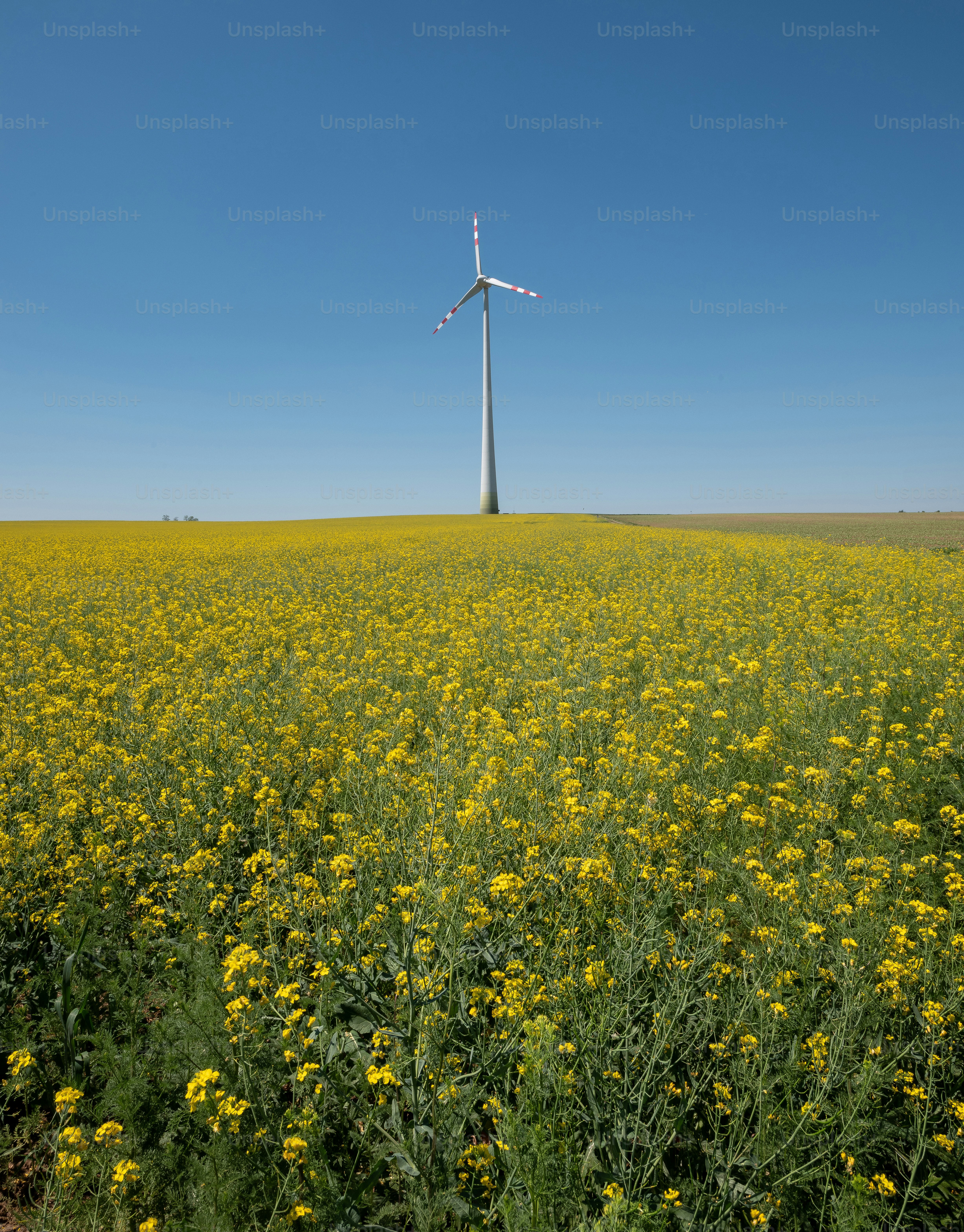A windmill in a field of yellow flowers photo – Rural Image on Unsplash