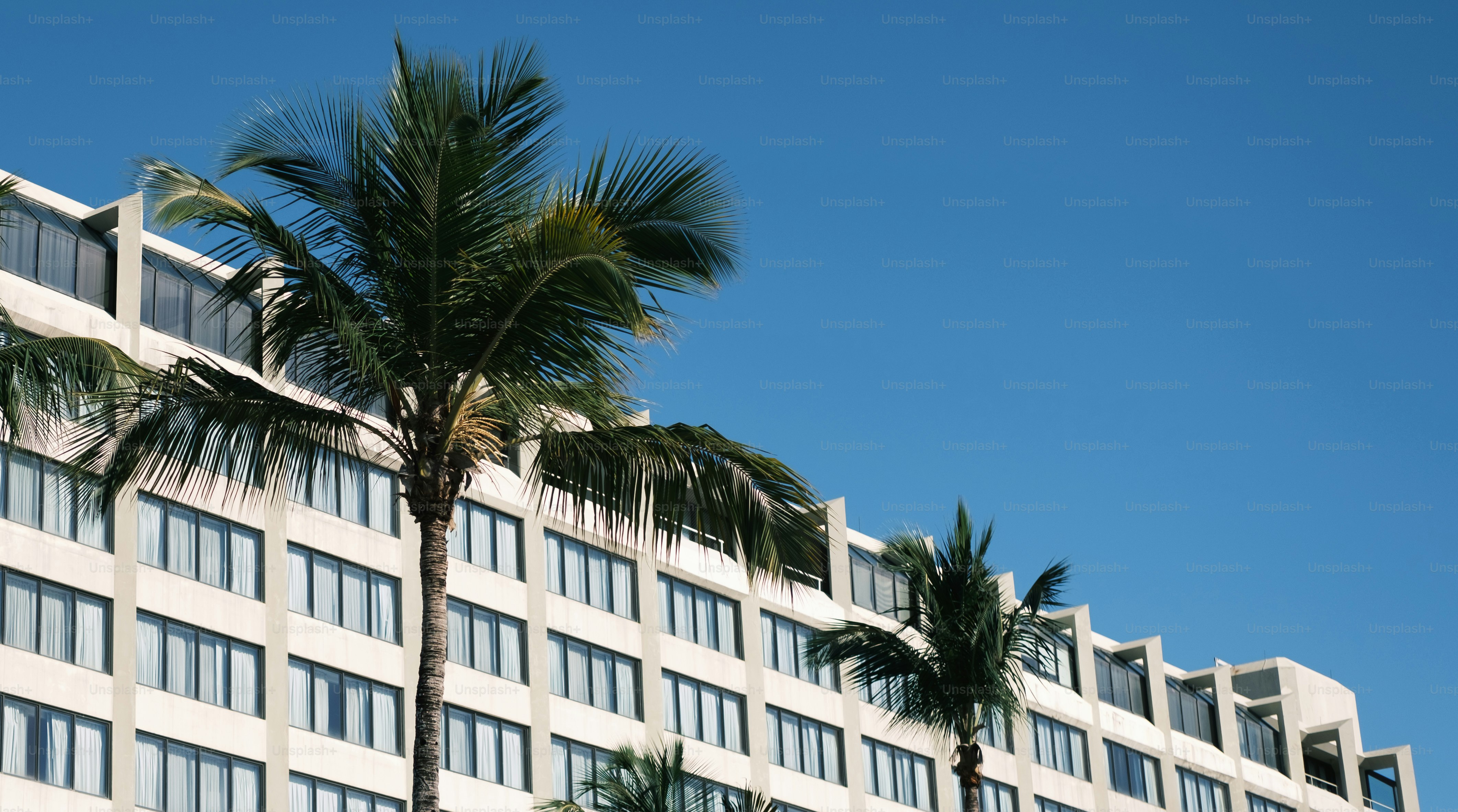 A tall white building with palm trees in front of it photo – Hotel ...