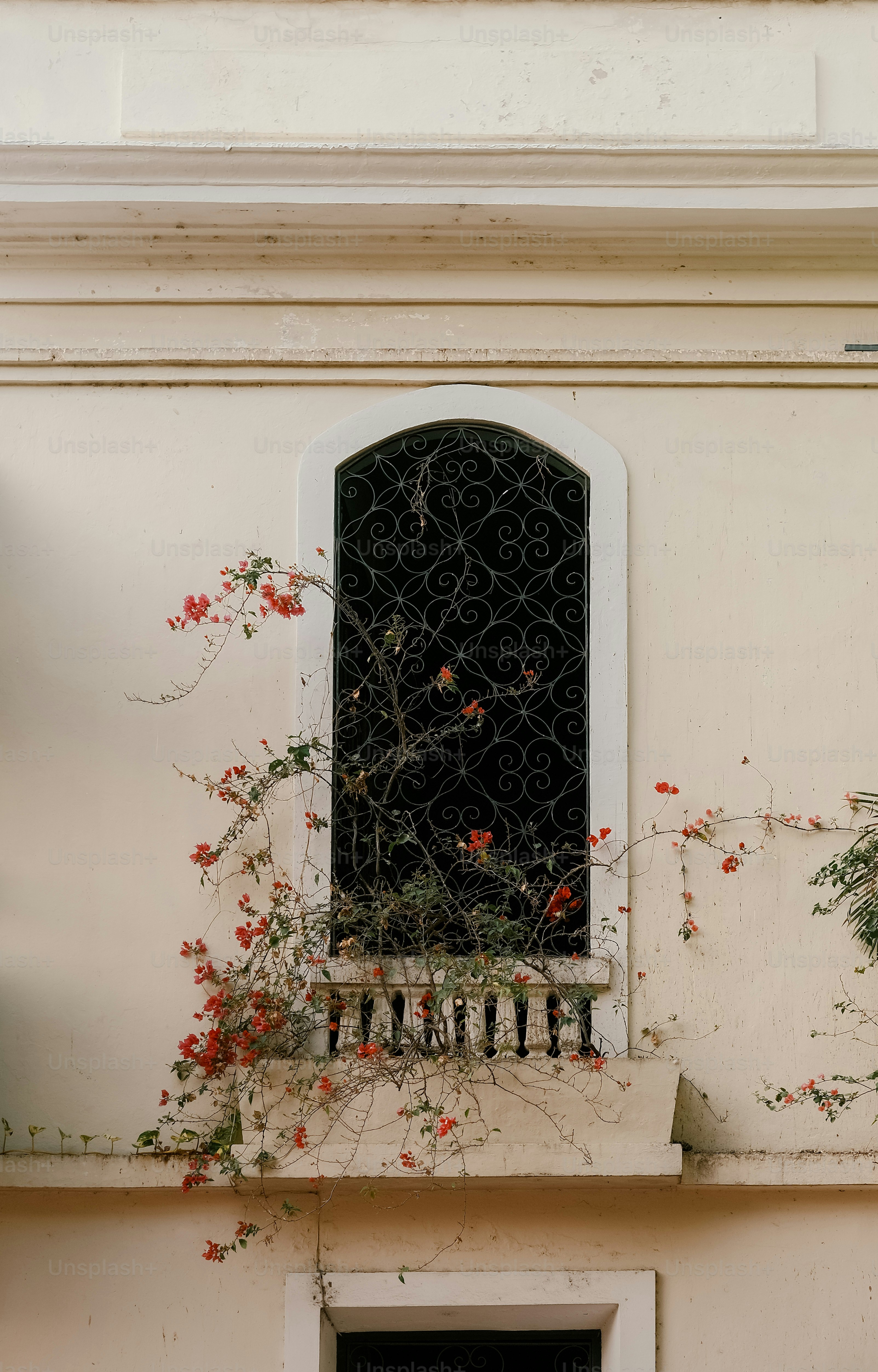 A window with vines growing out of it photo – Housing Image on Unsplash