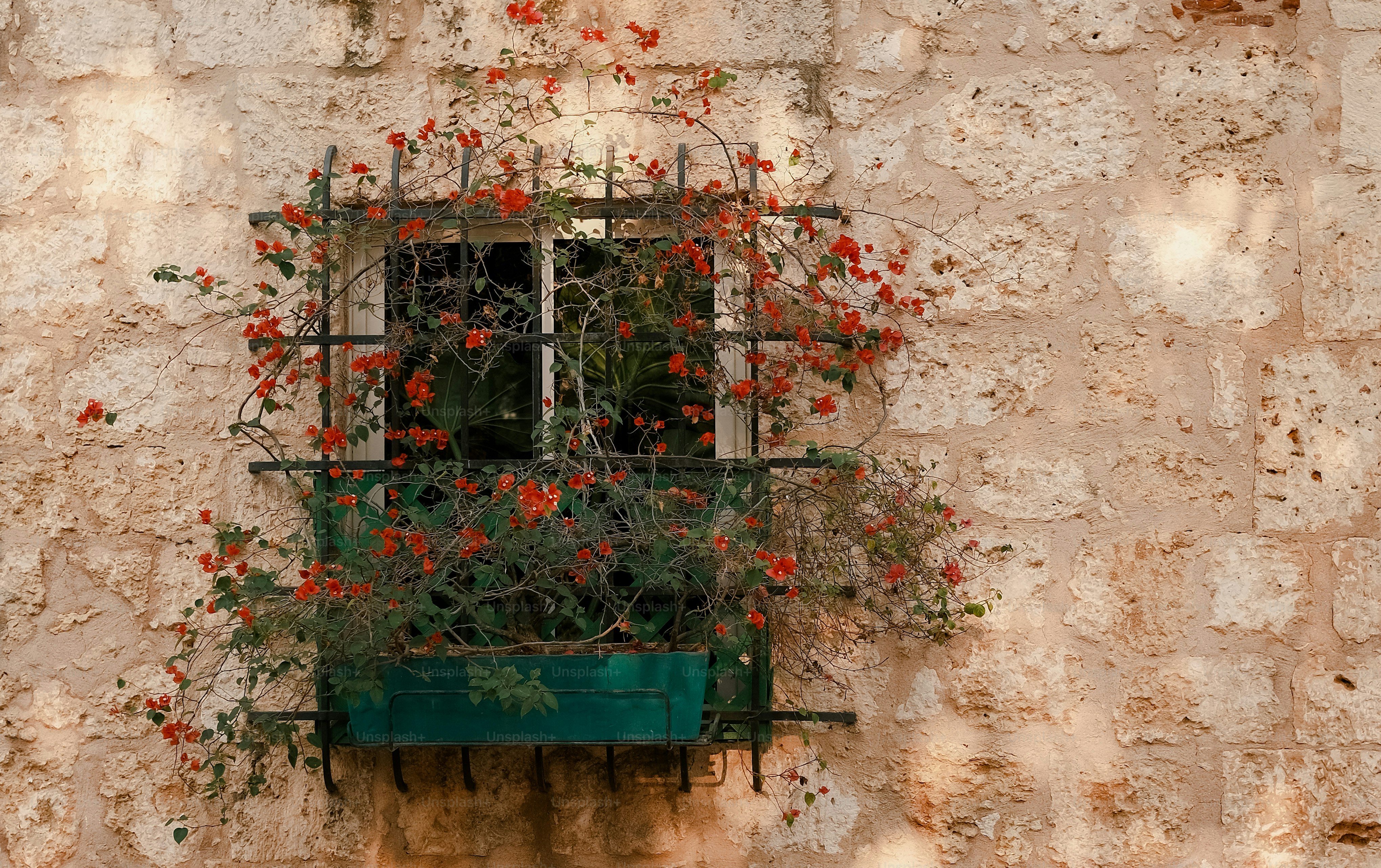A window with red flowers on a stone wall photo – Window Image on Unsplash