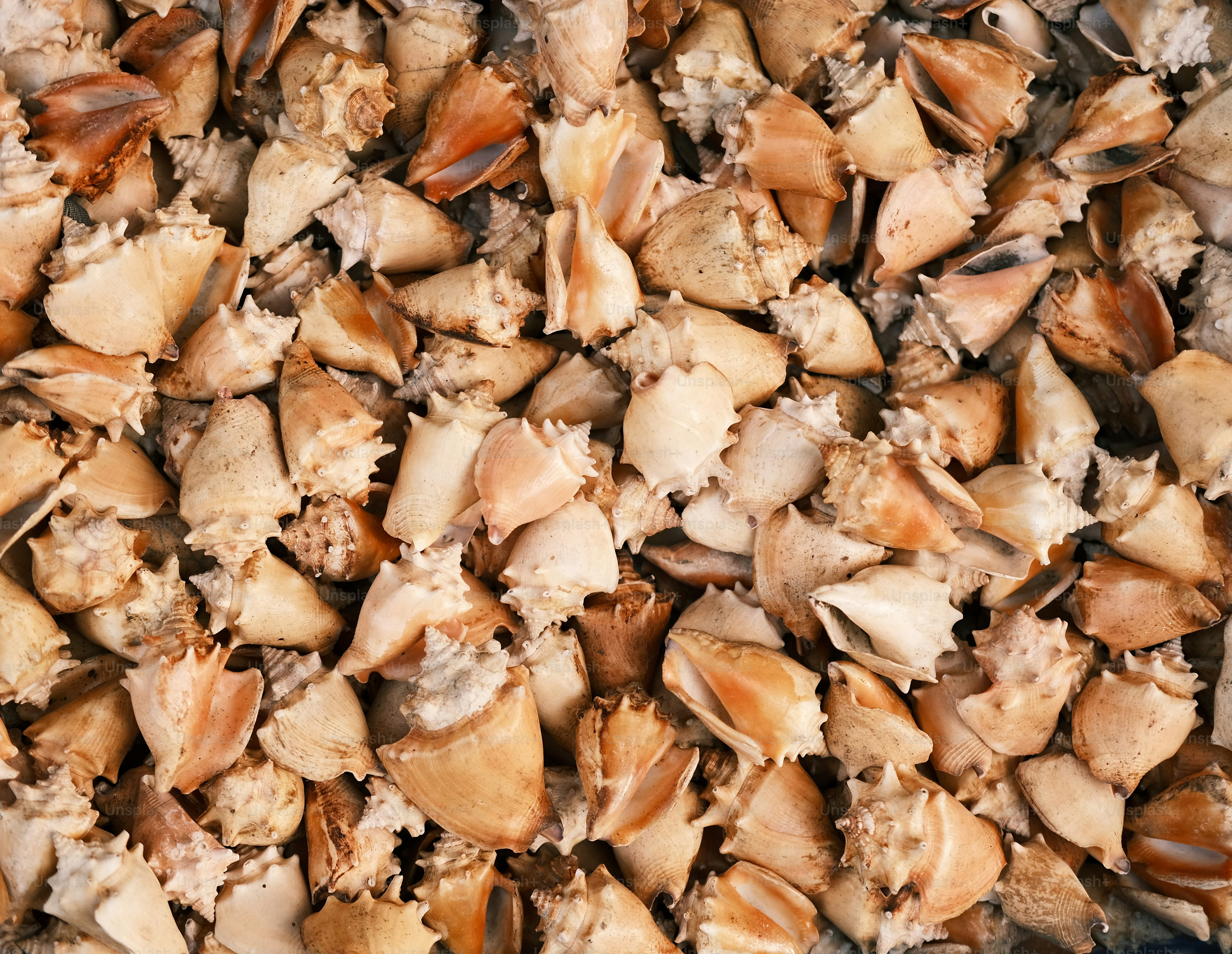 A close up of a pile of shells photo – Brazil Image on Unsplash