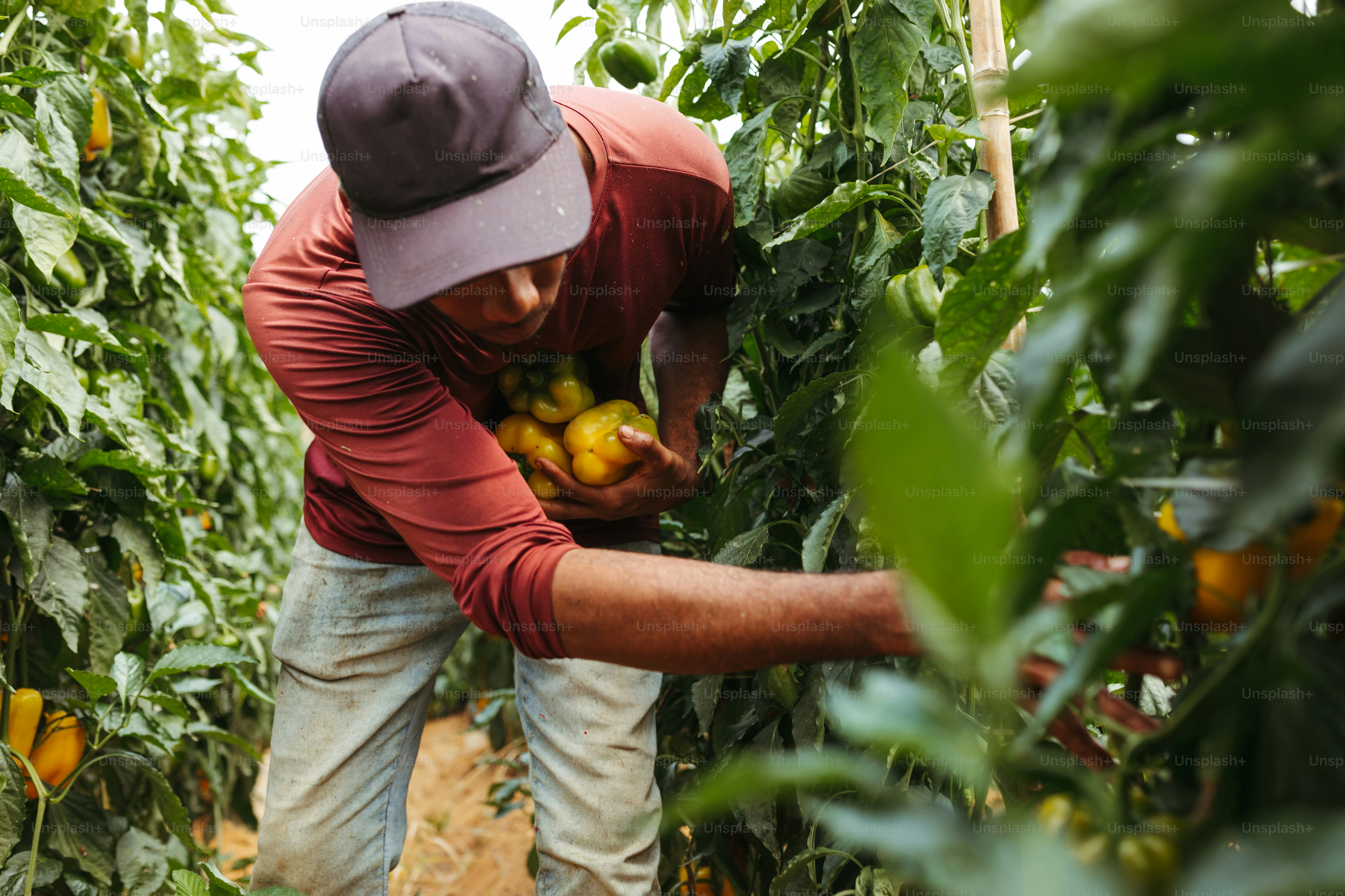 A man picking fruit from a tree in a greenhouse photo – Gardening Image ...