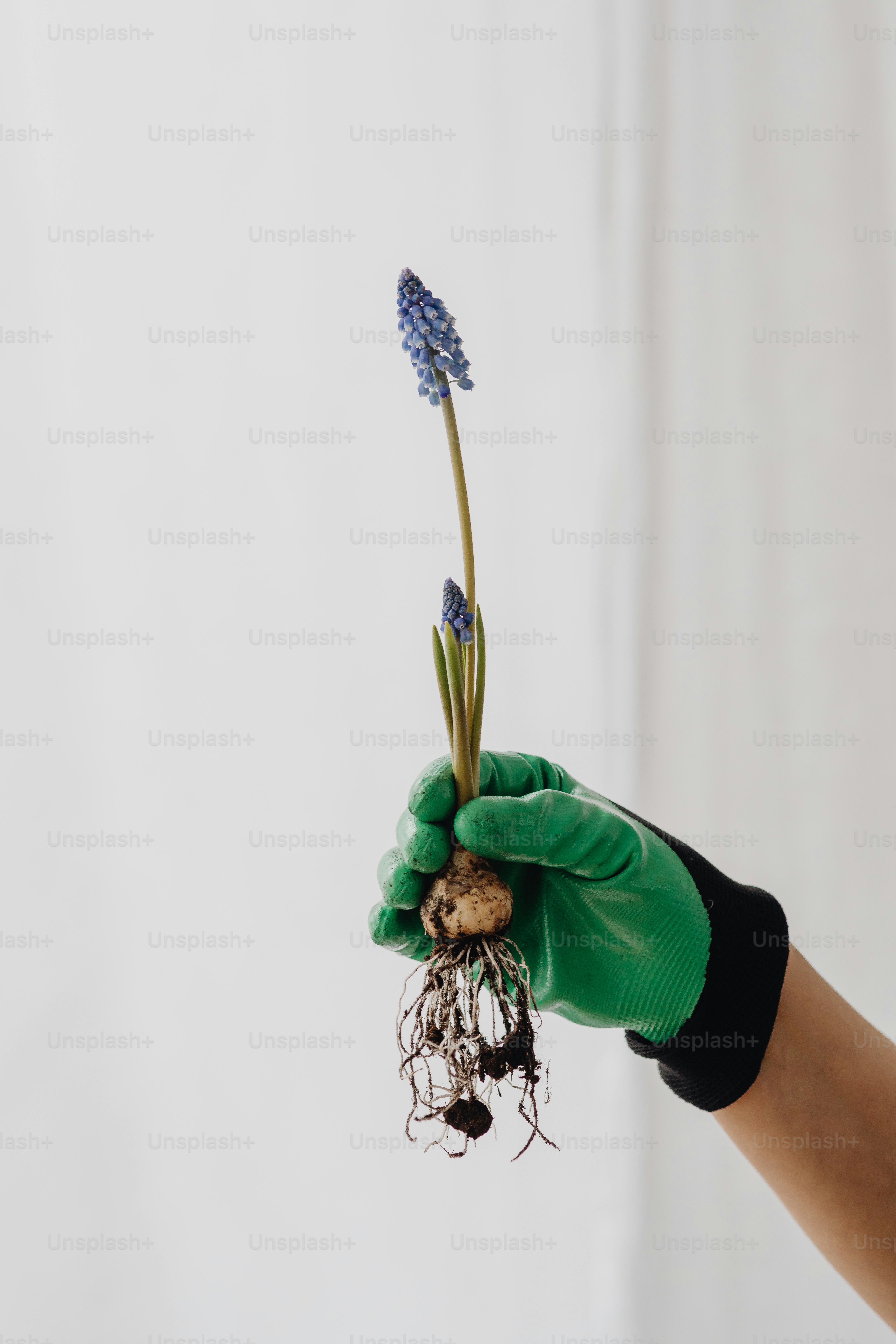 A person in green gloves holding a plant with roots photo – Spring ...